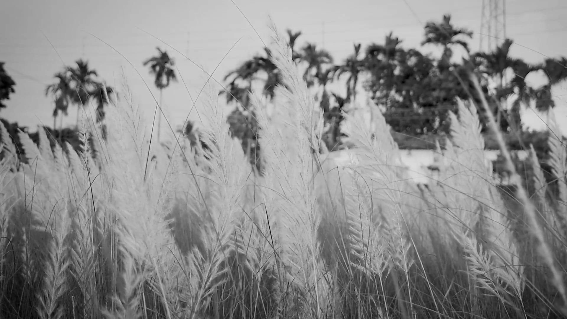 Seneca B Flowers Videos, Download The BEST Free 4k Stock Video Footage ...