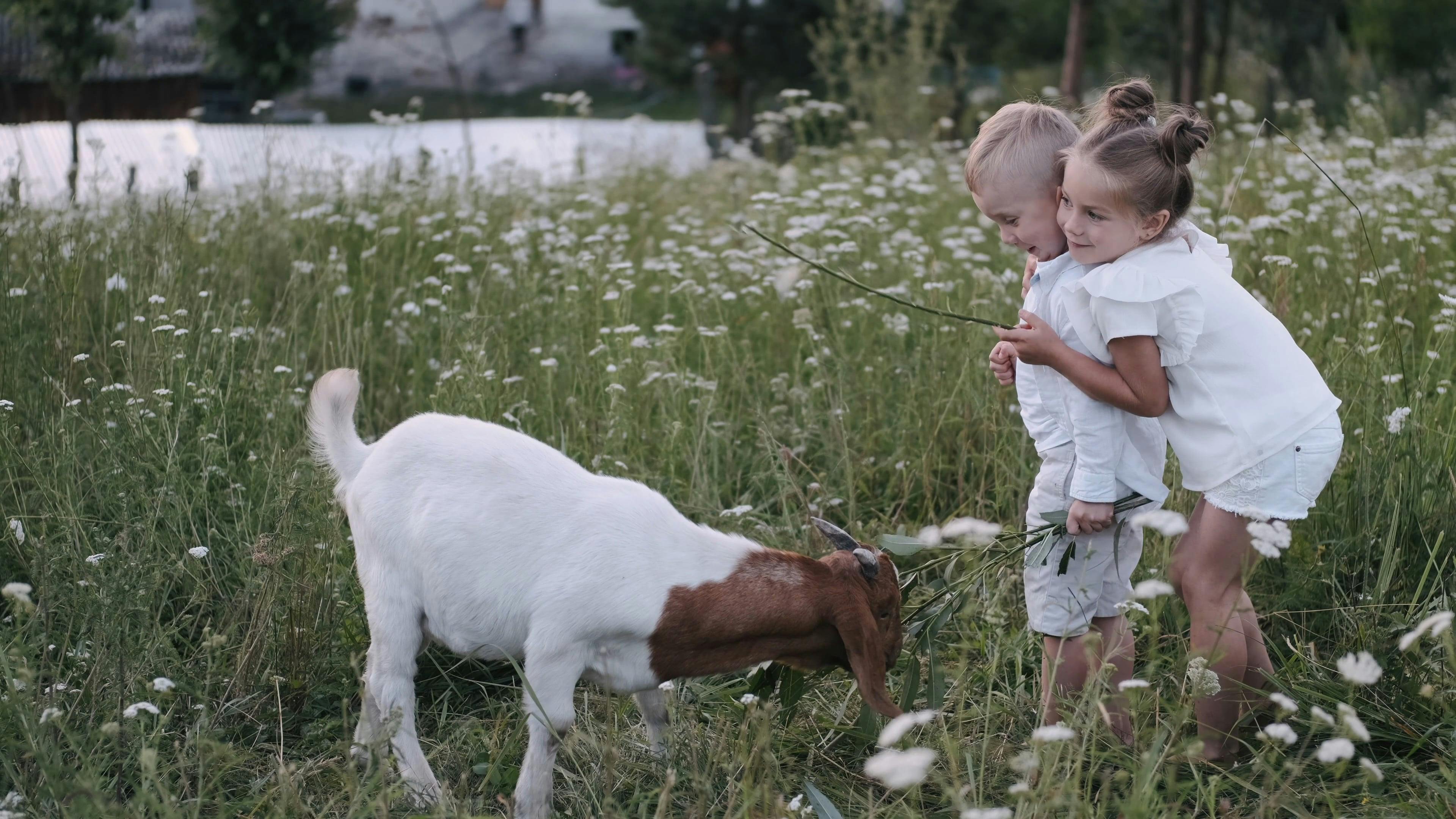 Hugging Goat Videos, Download The BEST Free 4k Stock Video Footage ...