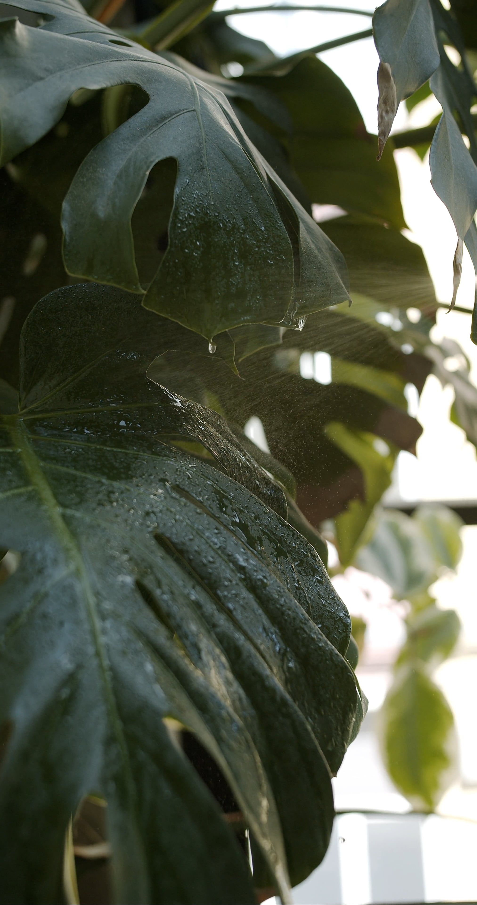 Close-Up View of Monstera Plant · Free Stock Video