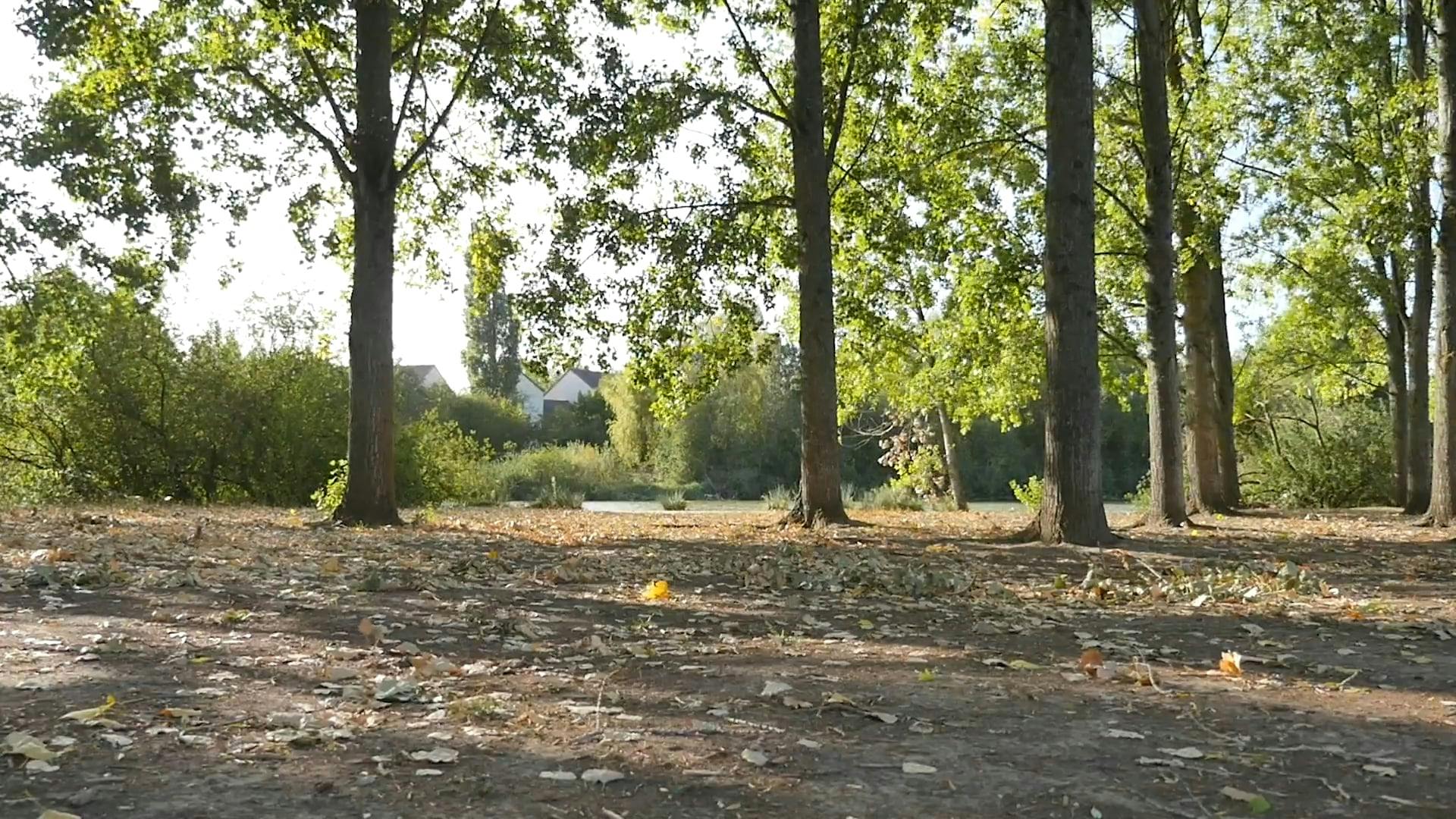Daylight In Forest Free Stock Video Footage, Royalty-Free 4K & HD Video ...