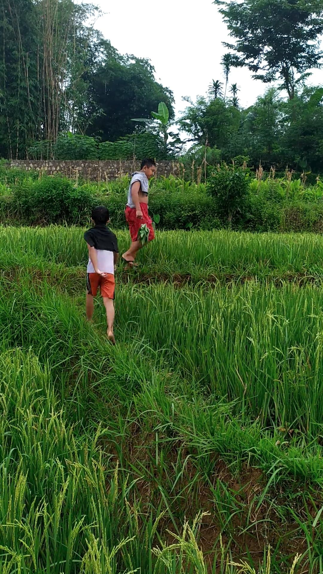 Siblings Of Rice Videos, Download The BEST Free 4k Stock Video Footage ...