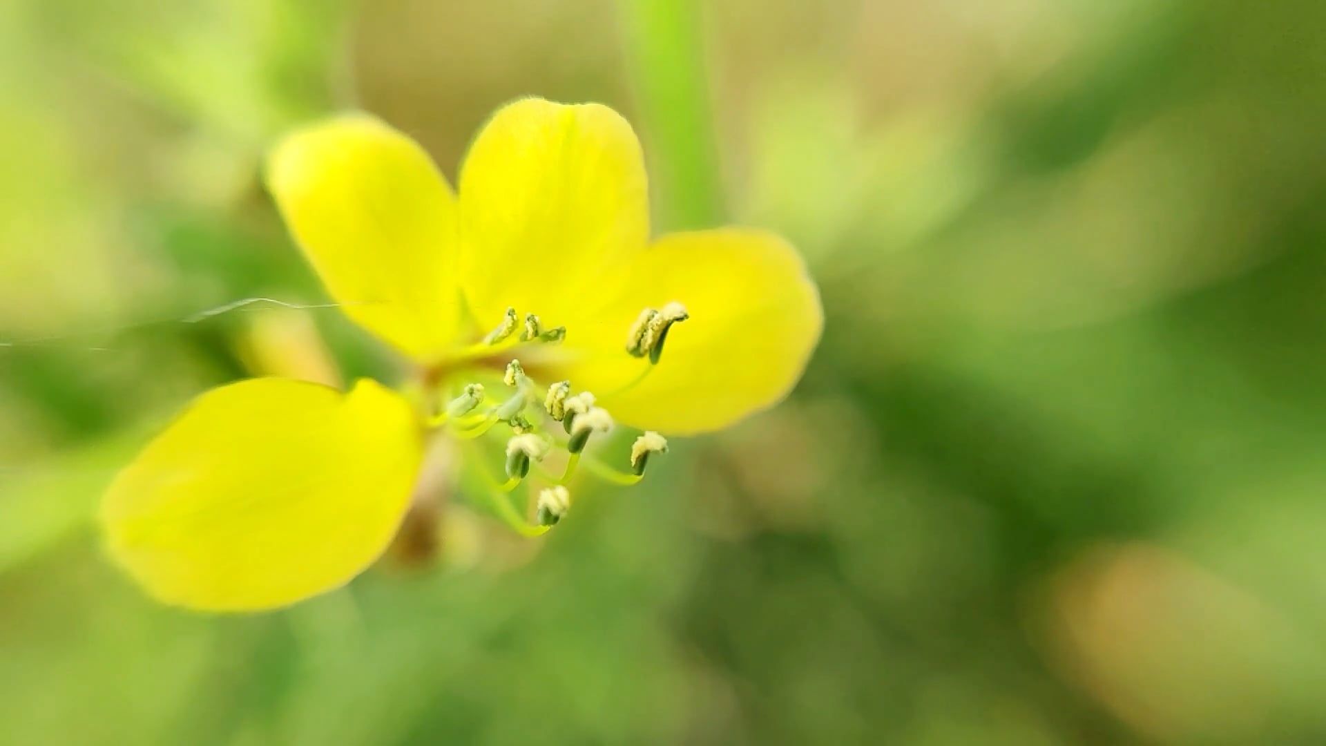 Blowing Marigold Flower Petals on Hand Free Stock Video Footage ...