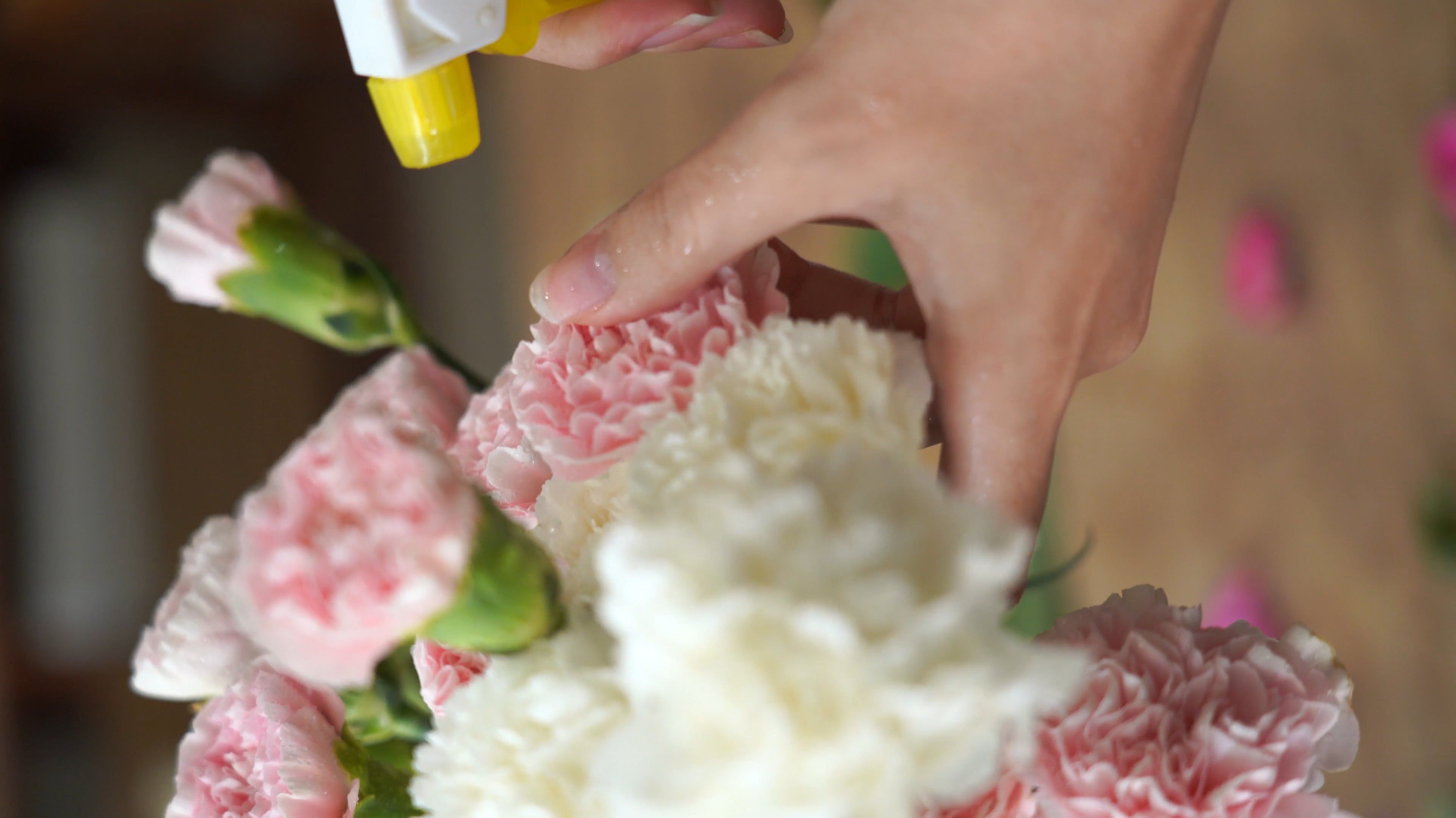 Person Spraying Water on Flowers · Free Stock Video