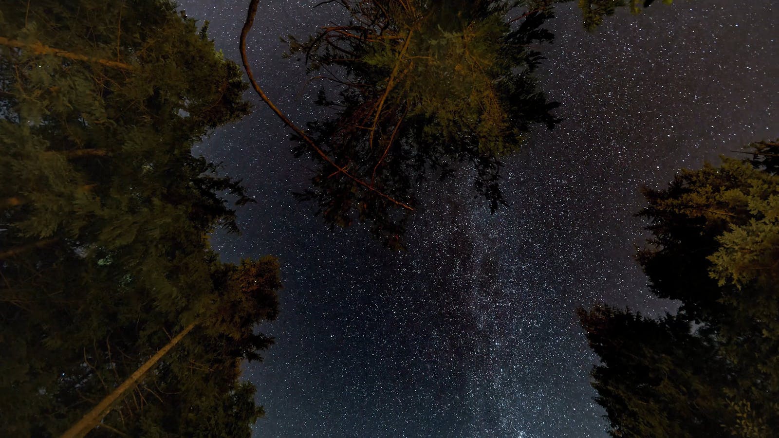 Forest At Night Videos, Download The BEST Free 4k Stock Video Footage ...