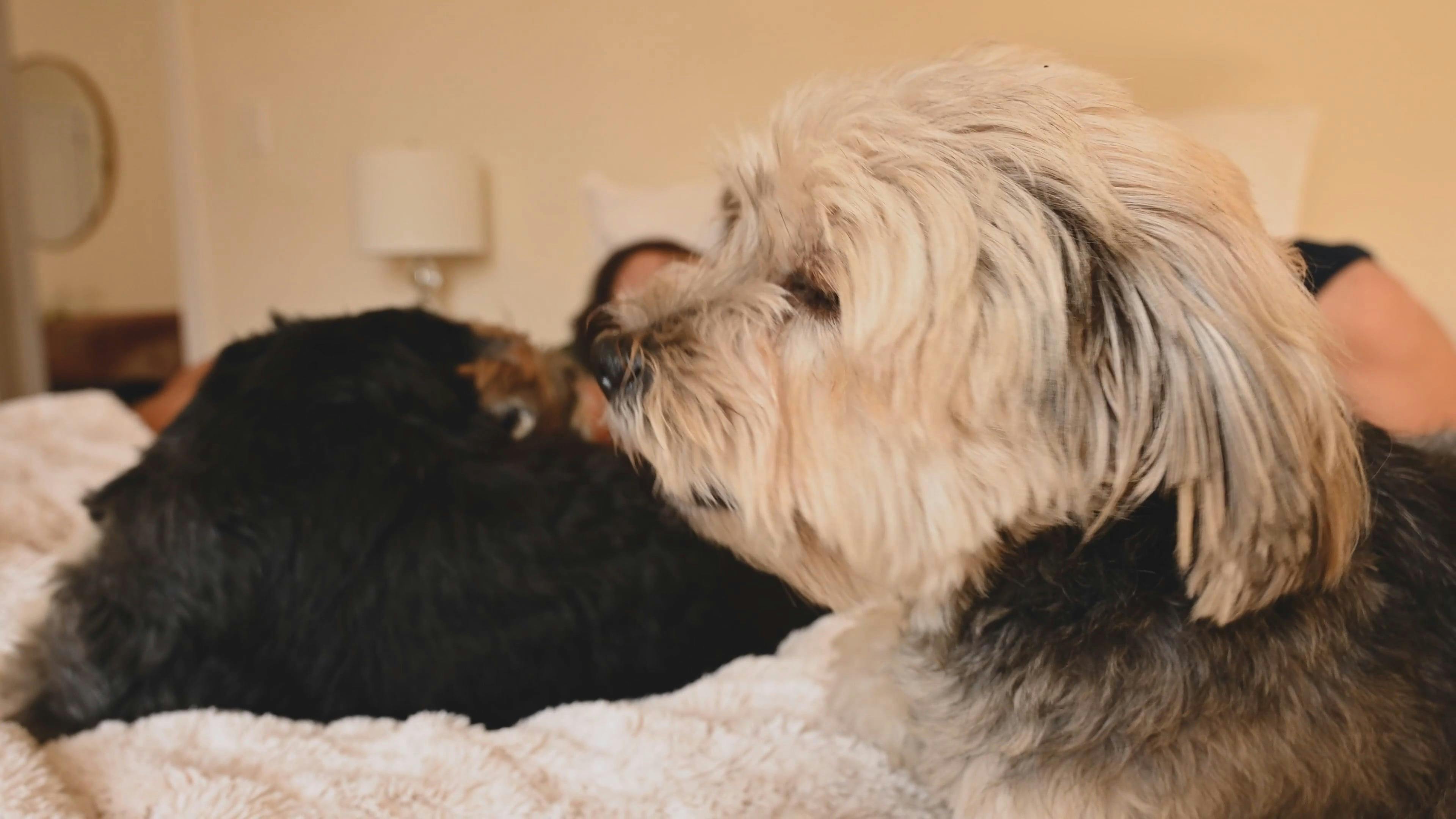 Maltese Dogs Videos, Download The BEST Free 4k Stock Video Footage ...