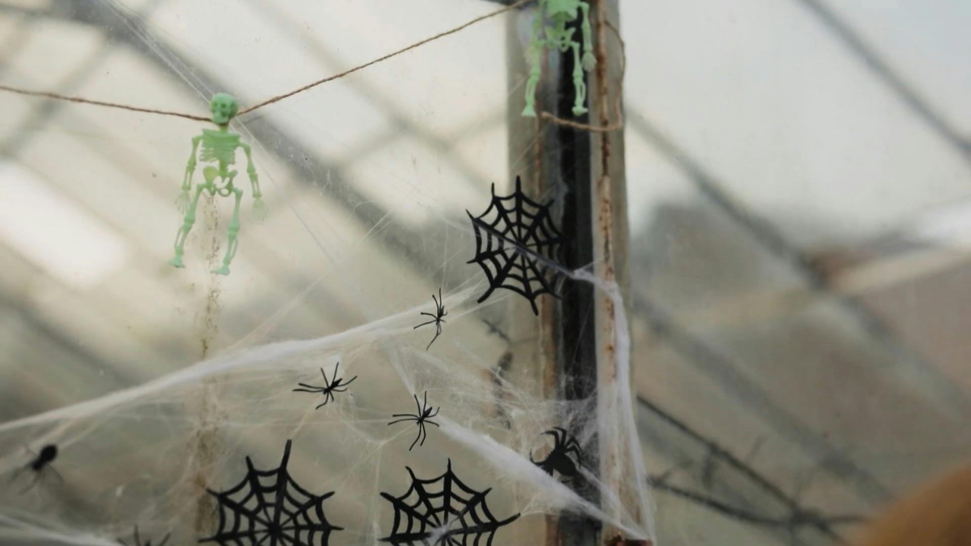 Spider Webbing Videos, Download The BEST Free 4k Stock Video Footage & Spider Webbing HD Video Clips