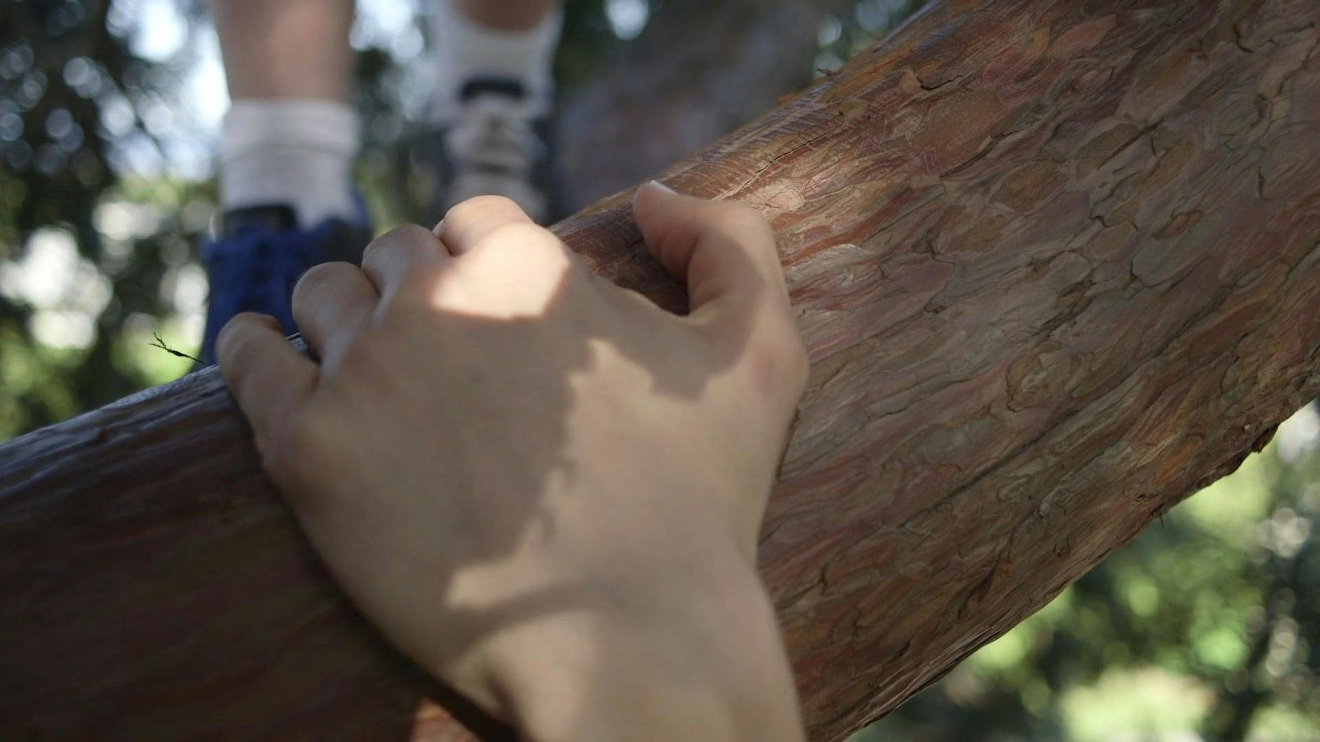 Grab Tree Videos, Download The BEST Free 4k Stock Video Footage & Grab ...