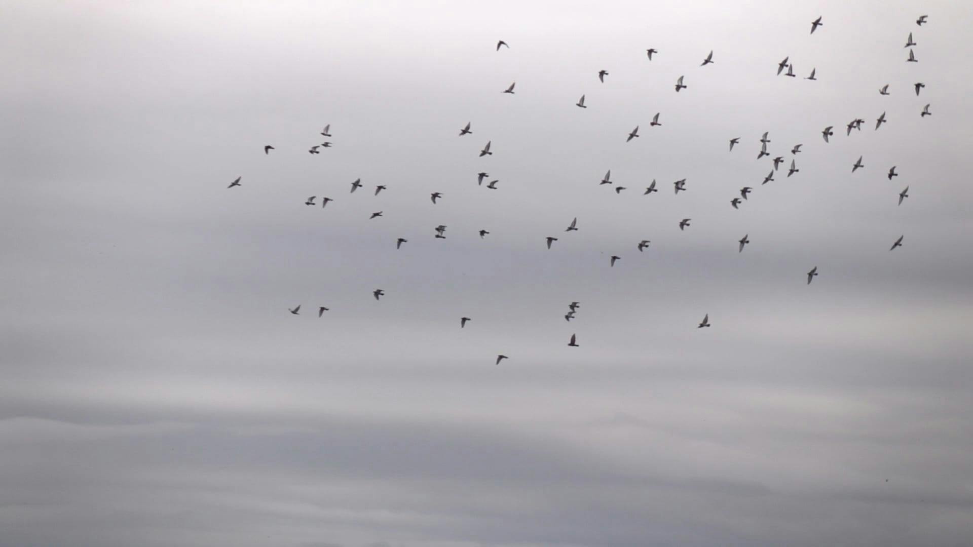 Birds flying Free Stock Video Footage, Royalty-Free 4K & HD Video Clip