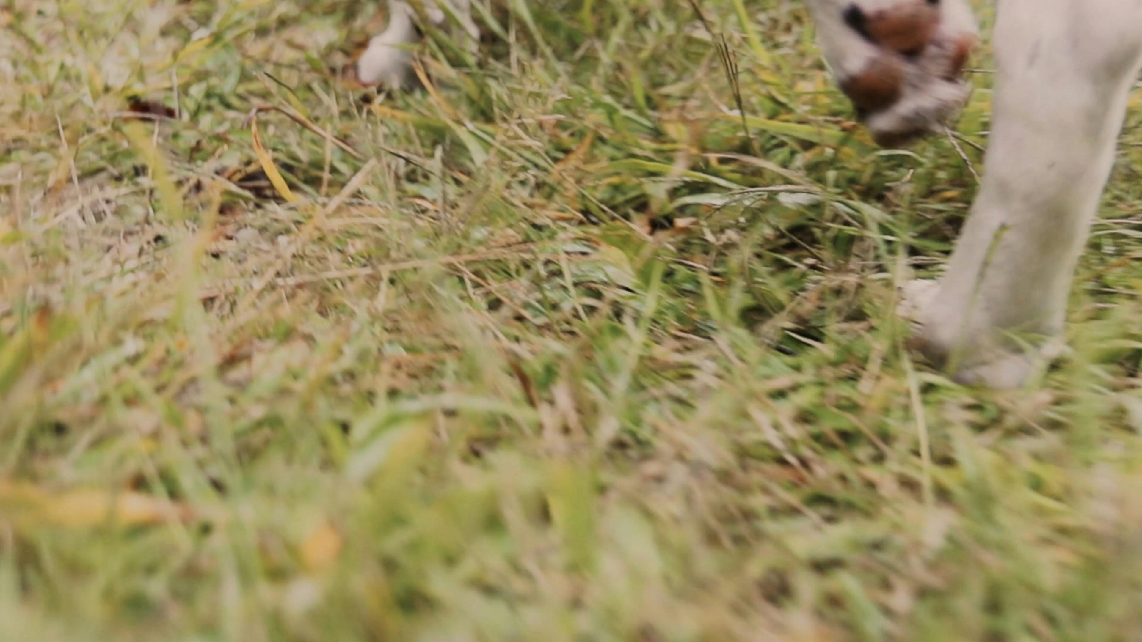 Dog Paws Walking Close up Free Stock Video Footage, Royalty-Free 4K ...