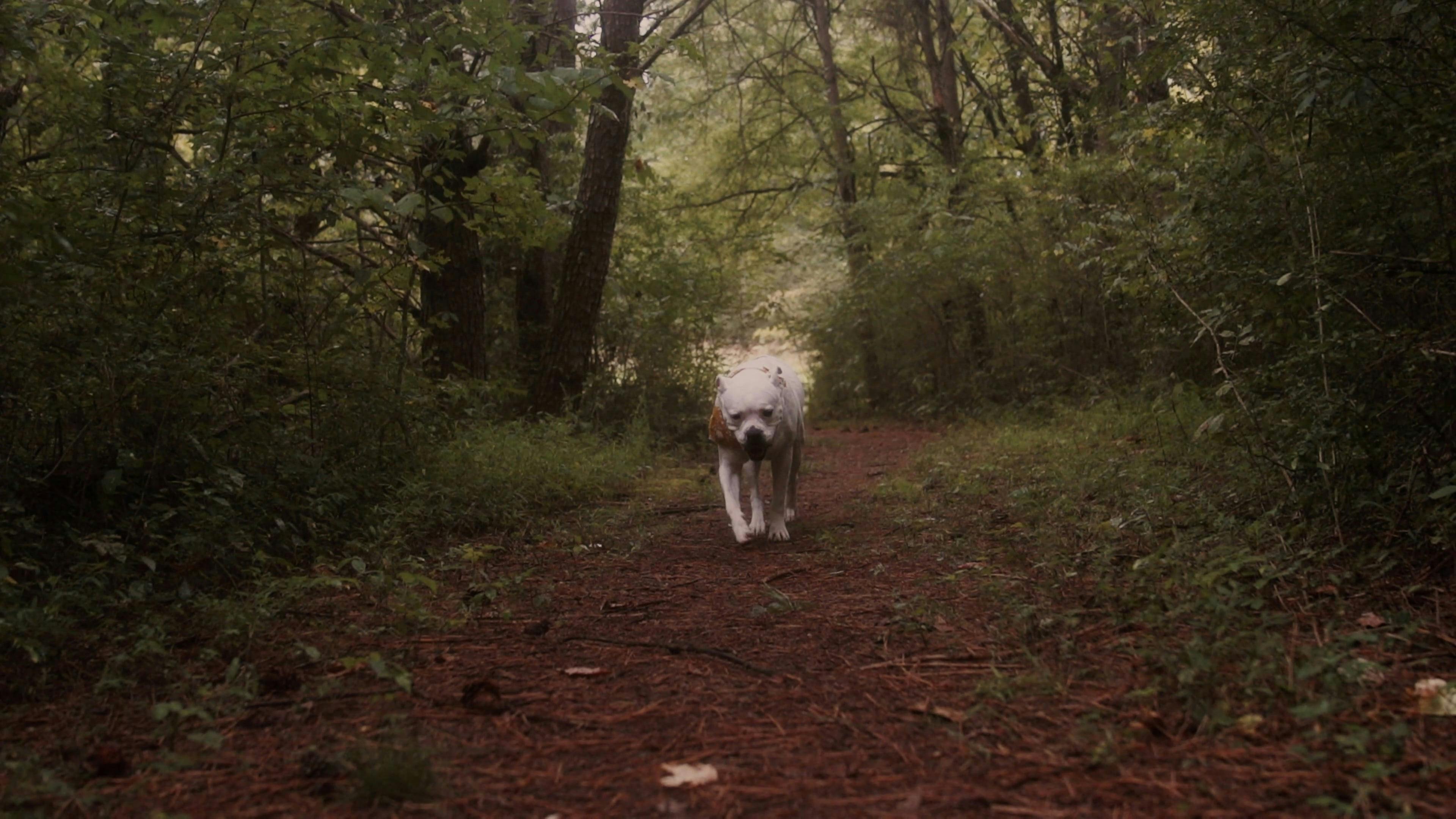 White Dog Walking in Forest Path Free Stock Video Footage, Royalty-Free ...