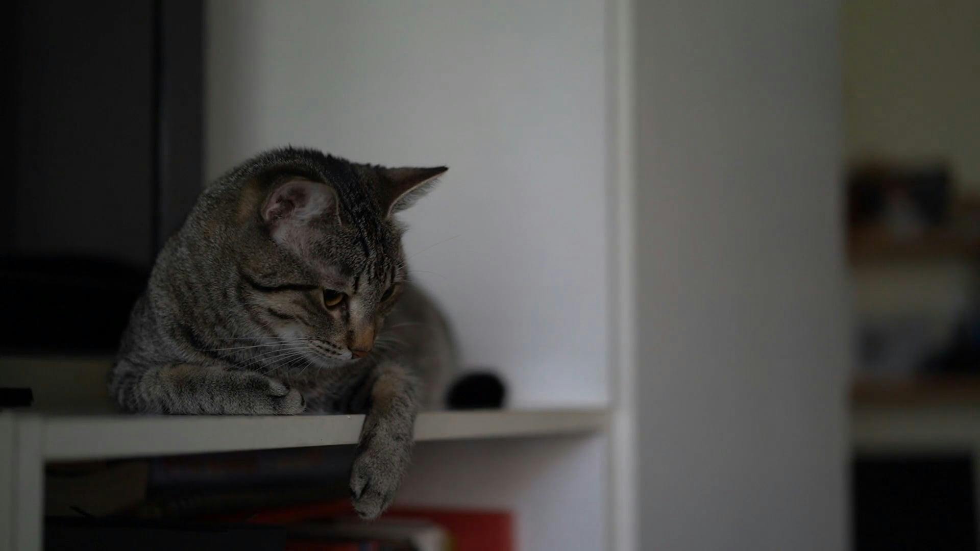 Cat Unit Videos, Download The BEST Free 4k Stock Video Footage & Cat ...