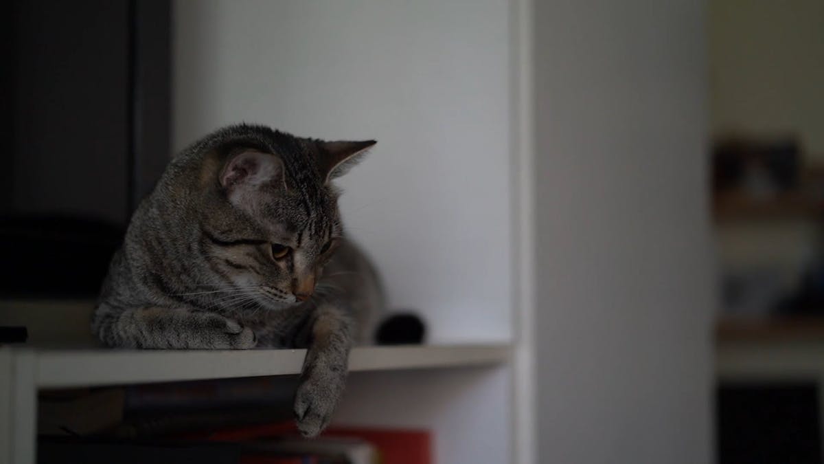 1,347+ Best Free Cat 4K Stock Video Footage & Royalty-Free HD Video Clips