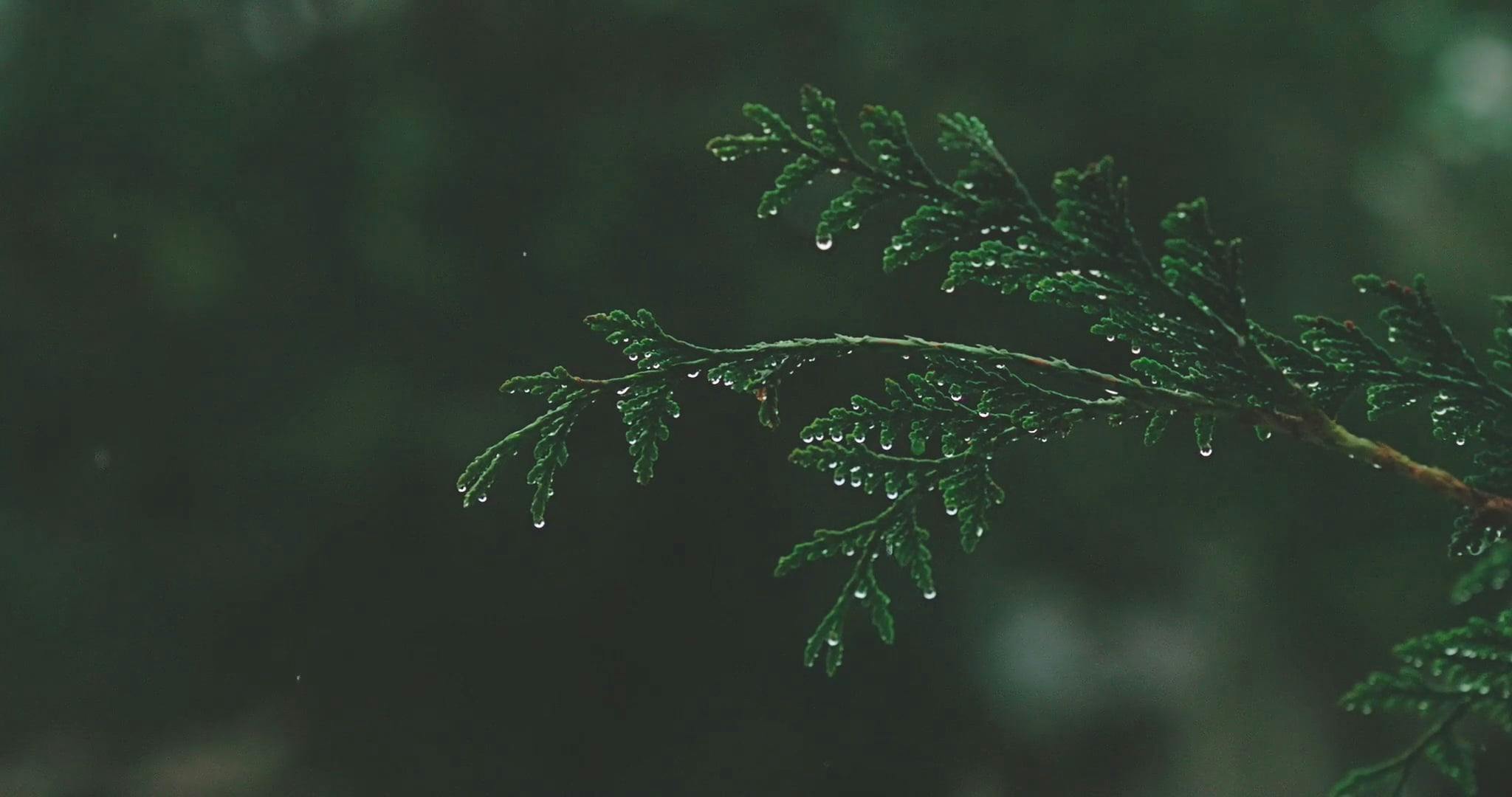 Adaptation Videos, Download The BEST Free 4k Stock Video Footage ...