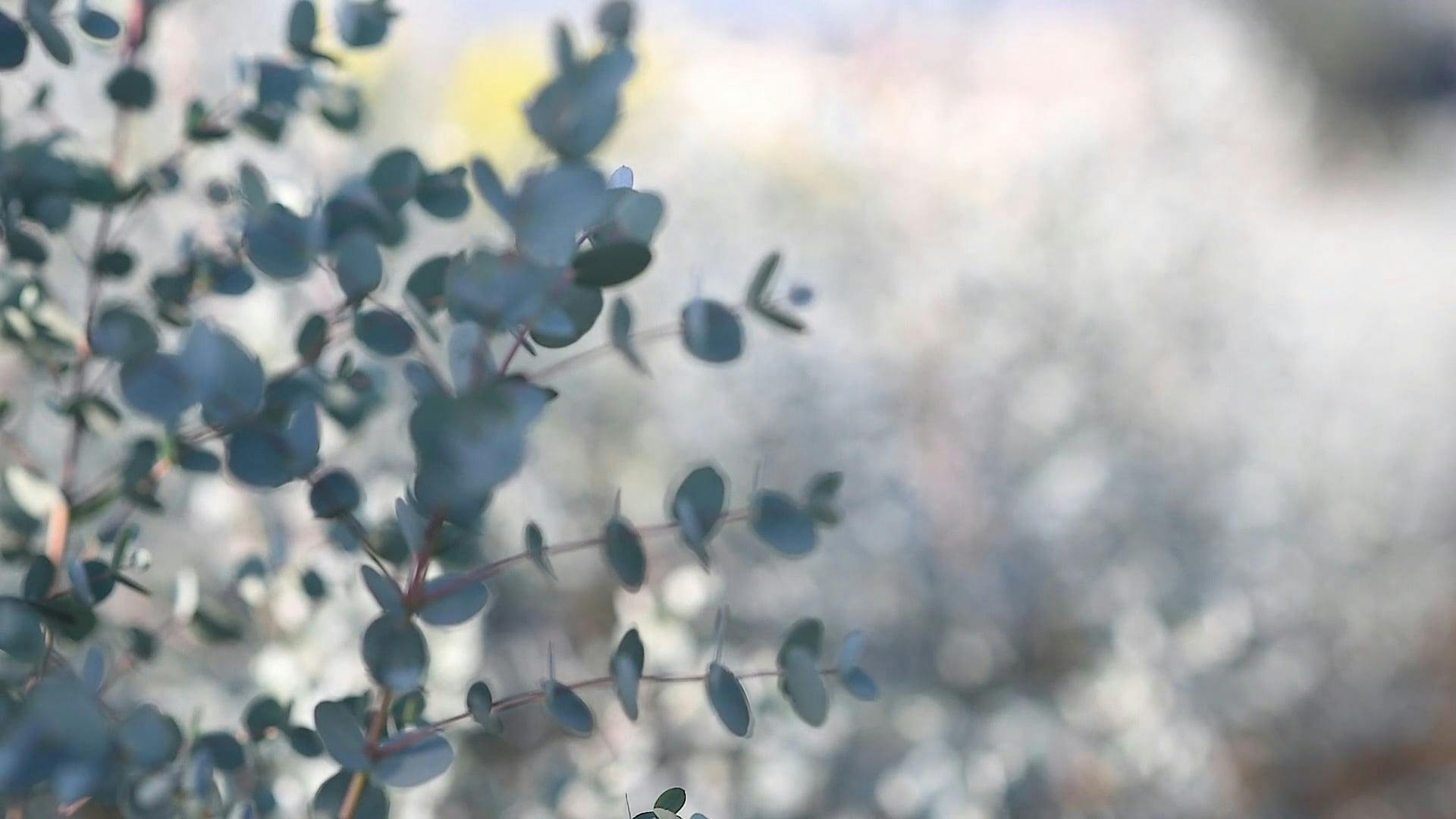 Leaves of a Plant Free Stock Video Footage, Royalty-Free 4K & HD Video Clip