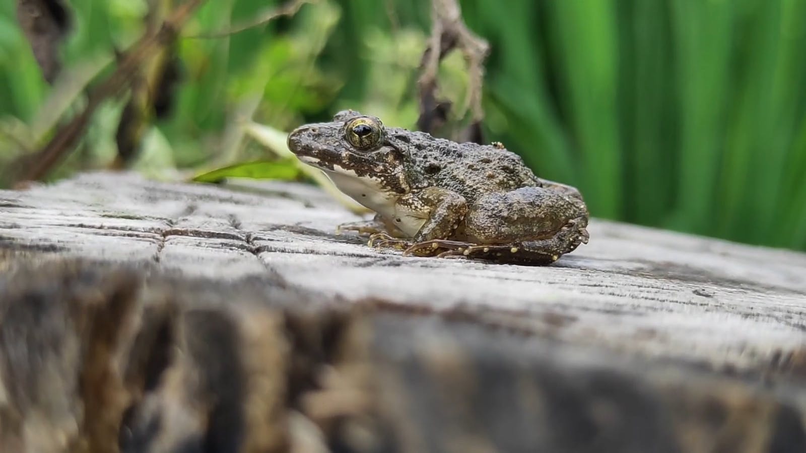Frog Videos, Download The BEST Free 4k Stock Video Footage & Frog HD ...