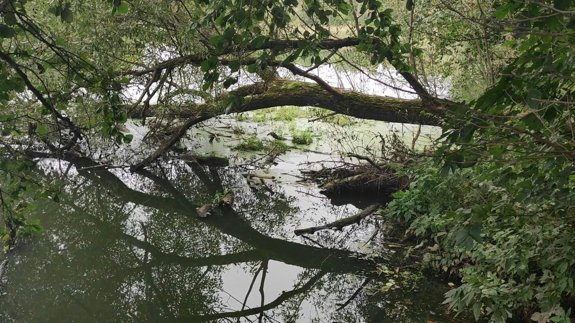 A Lying Tree on the Swamp Free Stock Video Footage, Royalty-Free 4K ...