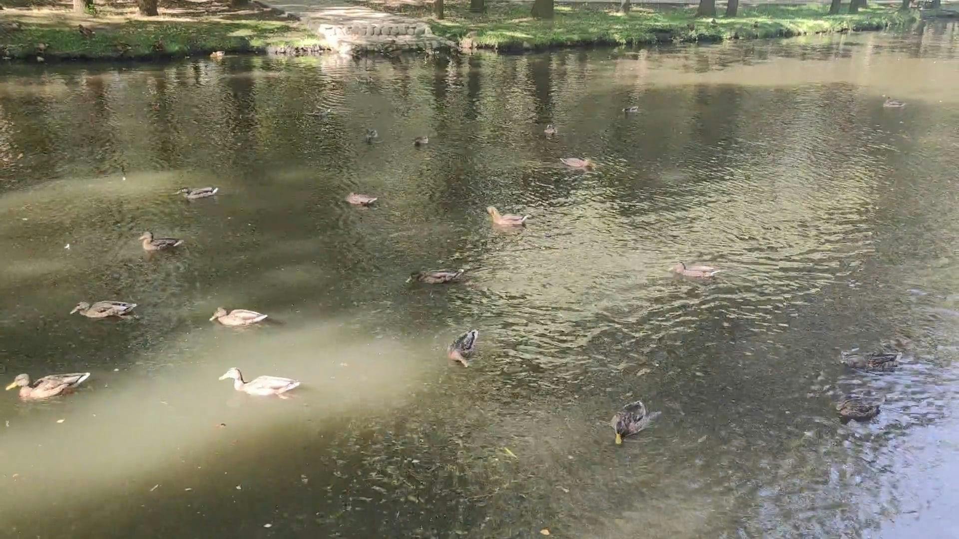 Floating Ducks Videos, Download The BEST Free 4k Stock Video Footage ...
