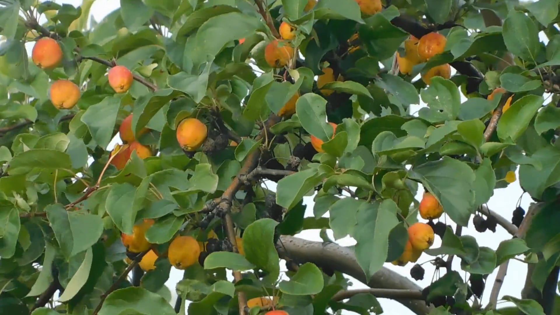 Mango Tree Free Stock Video Footage, Royalty-Free 4K & HD Video Clip
