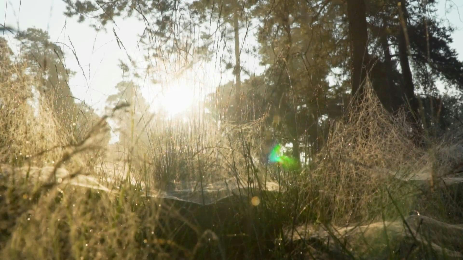 Early Morning Forest Live Wallpaper Videos, Download The BEST Free 4k ...