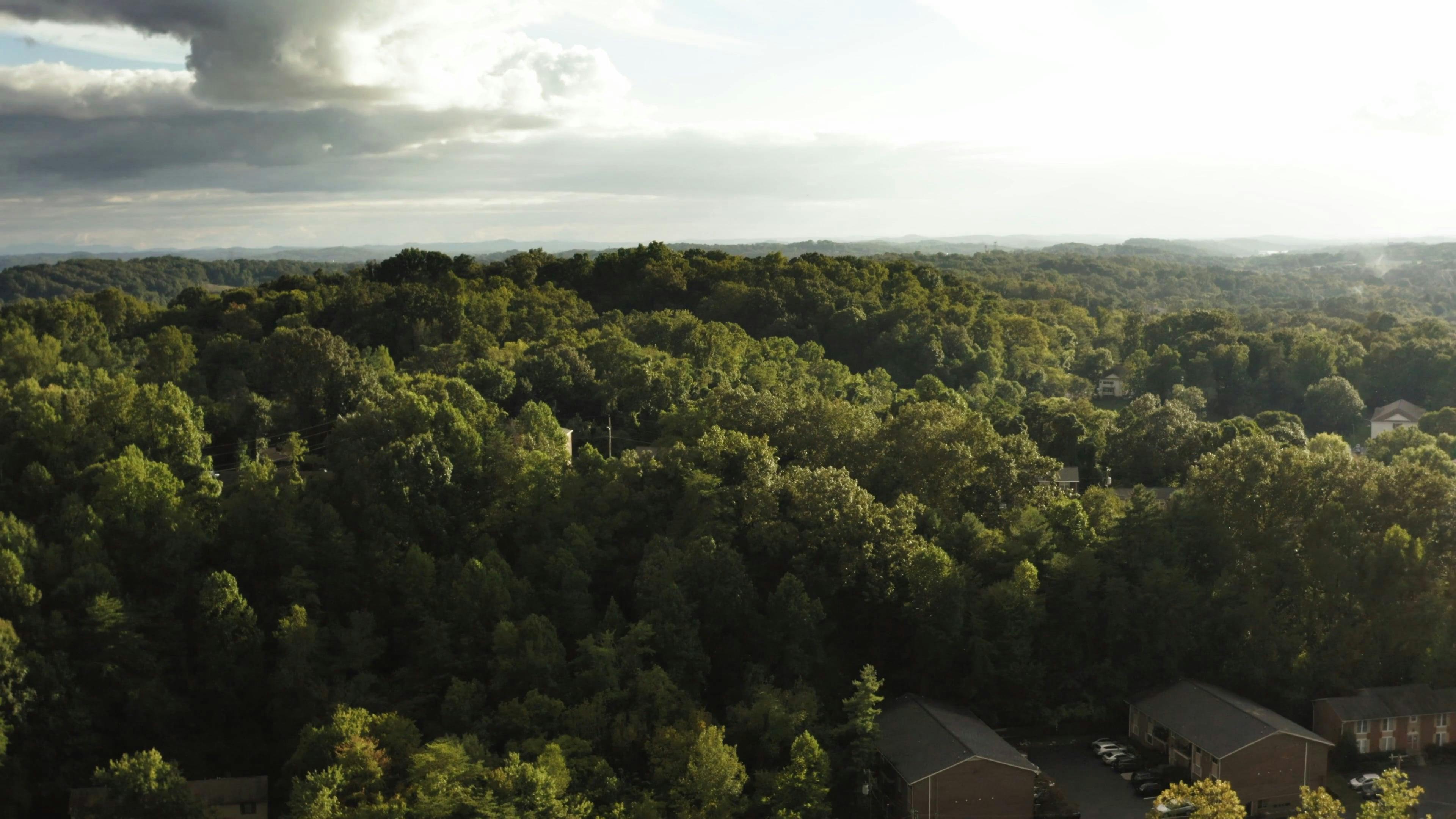 Aerial View of Dense Forest and Cloudy Sky Free Stock Video Footage ...
