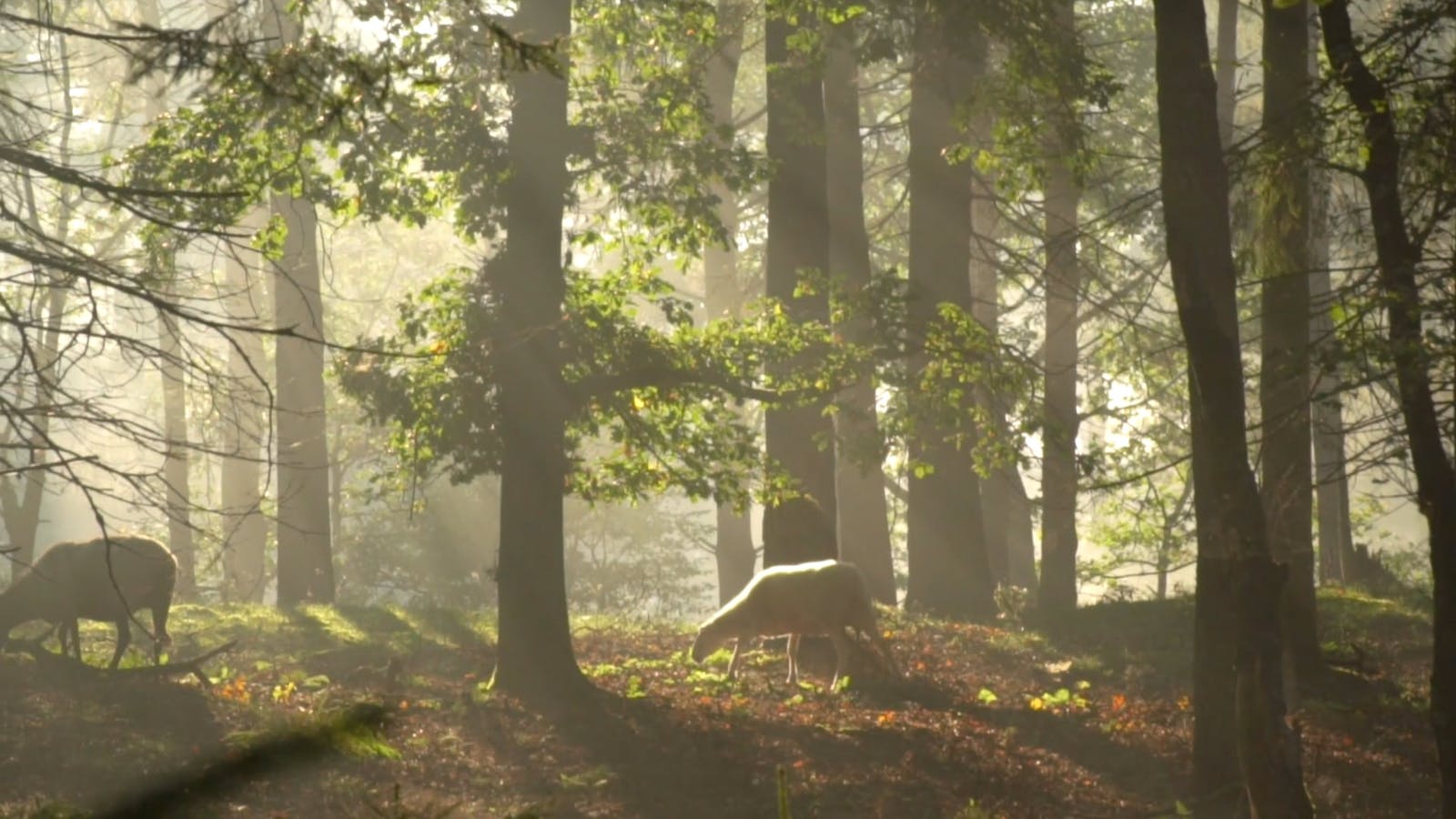 Early Morning Forest Live Wallpaper Videos, Download The BEST Free 4k ...