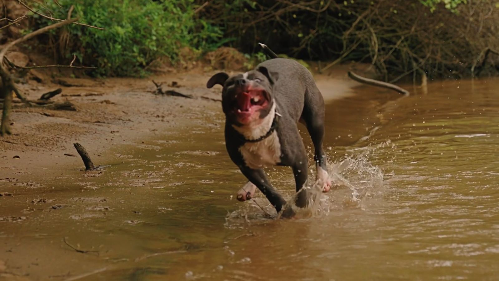 Dog Running Videos, Download The BEST Free 4k Stock Video Footage & Dog ...