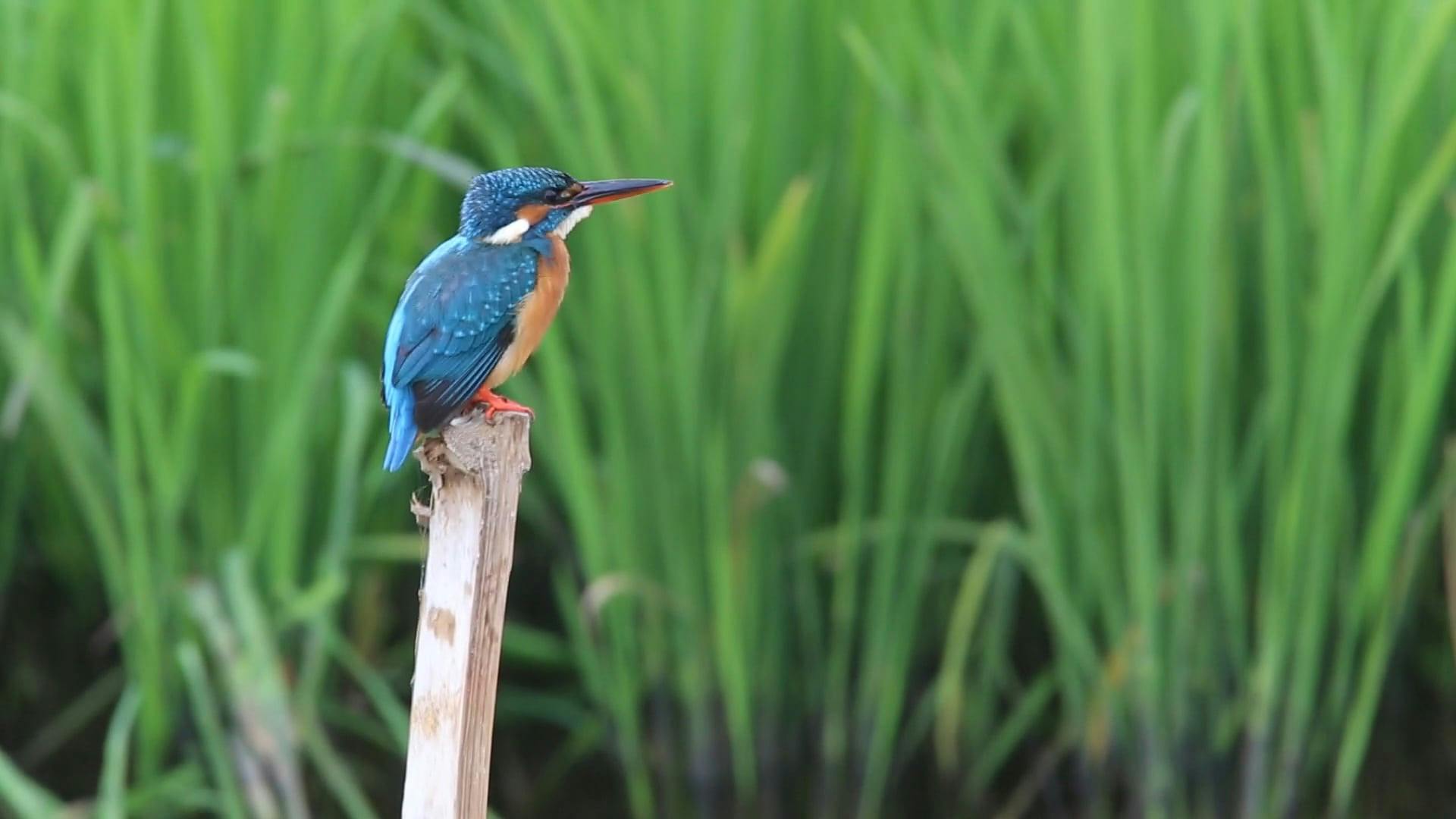 Close-Up View of a Perched Bird · Free Stock Video