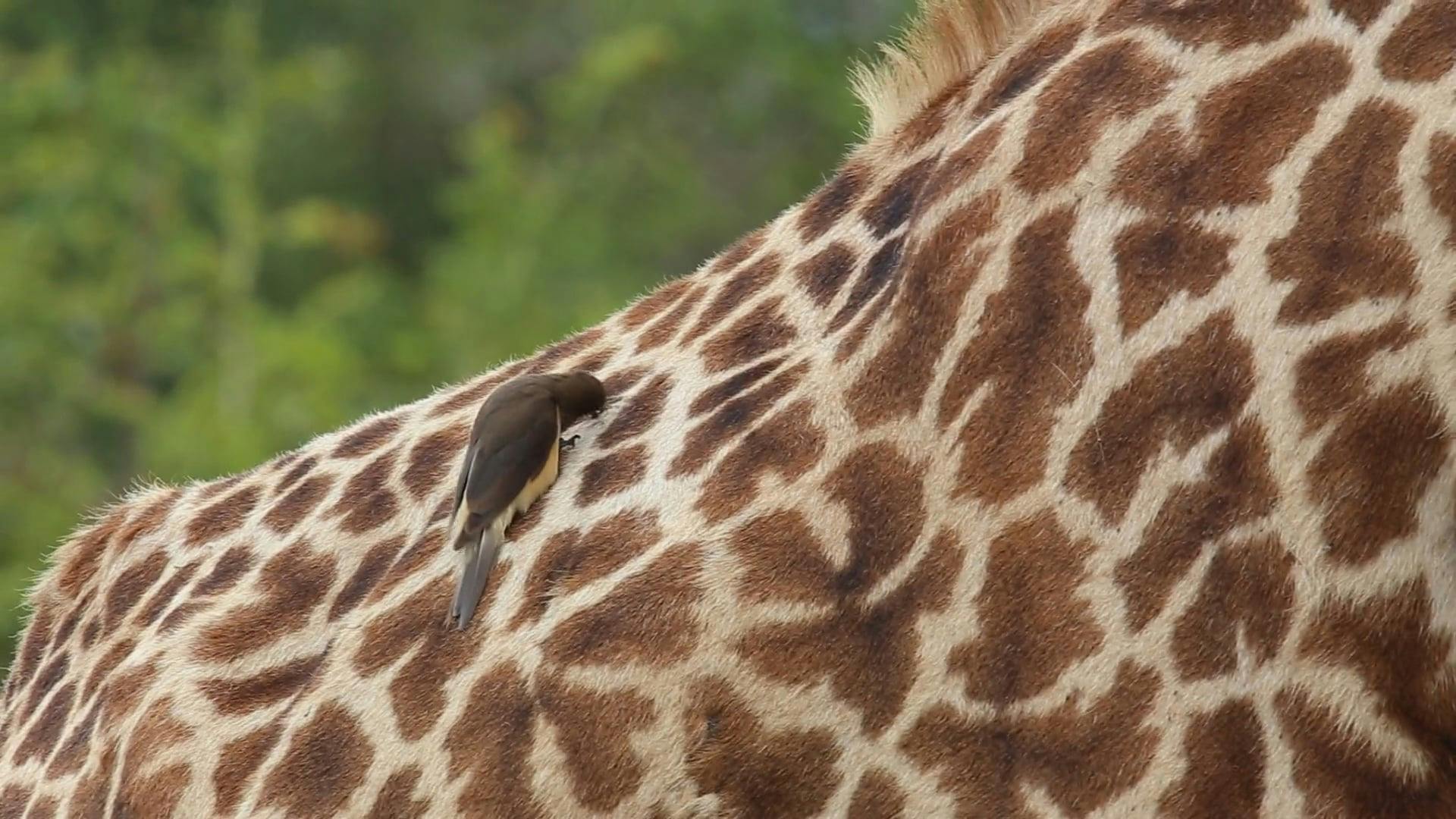 Giraffe in the Wild Free Stock Video Footage, Royalty-Free 4K & HD ...