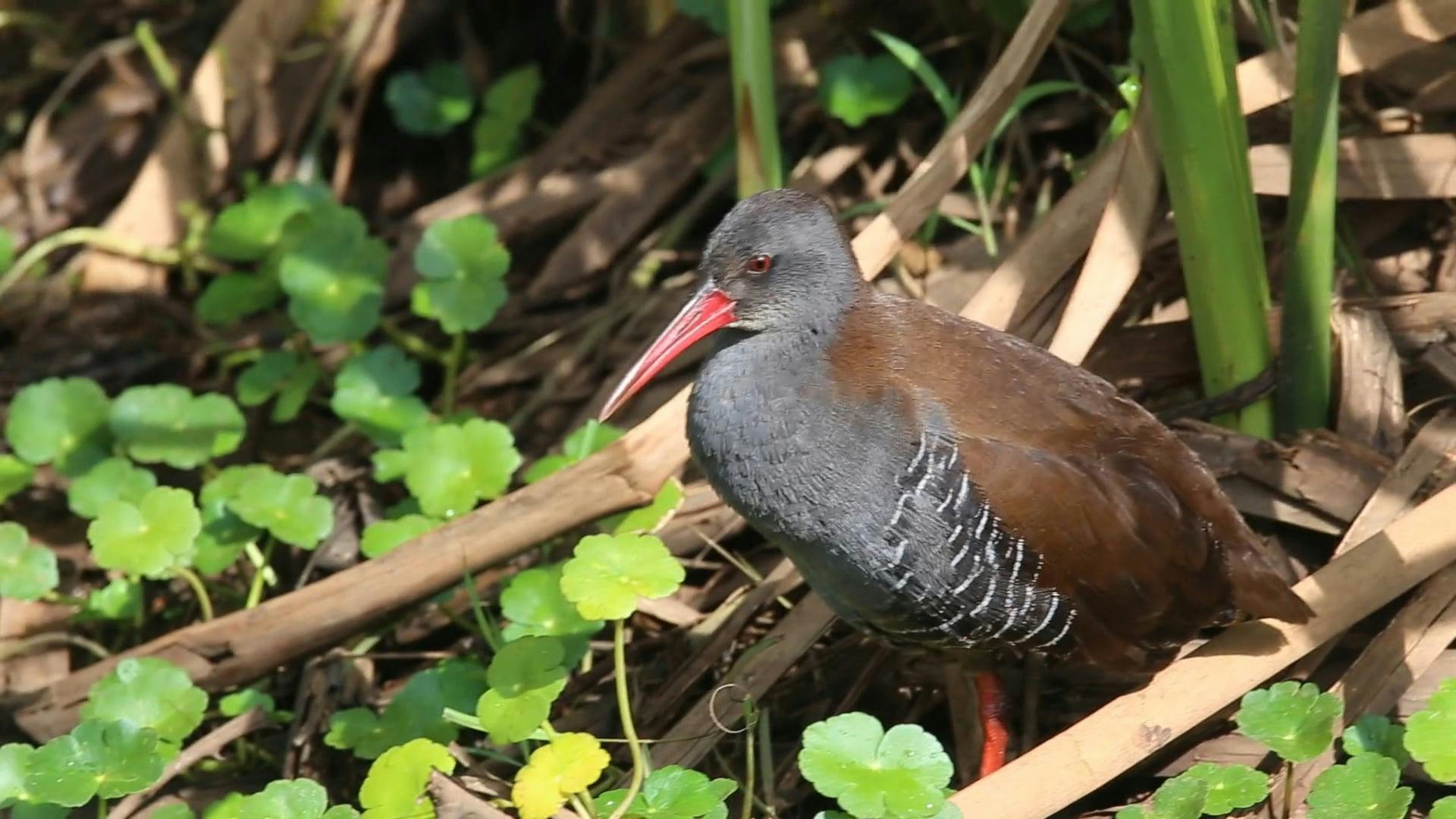 Close-Up Video of an African Rail Bird · Free Stock Video