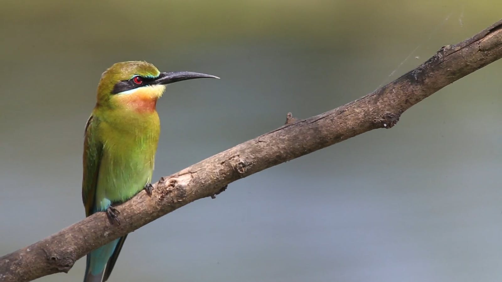 Bird Watching Videos, Download The BEST Free 4k Stock Video Footage ...