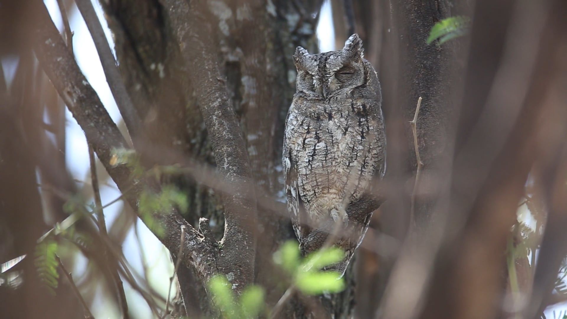Close-Up View of an Owl Free Stock Video Footage, Royalty-Free 4K & HD ...