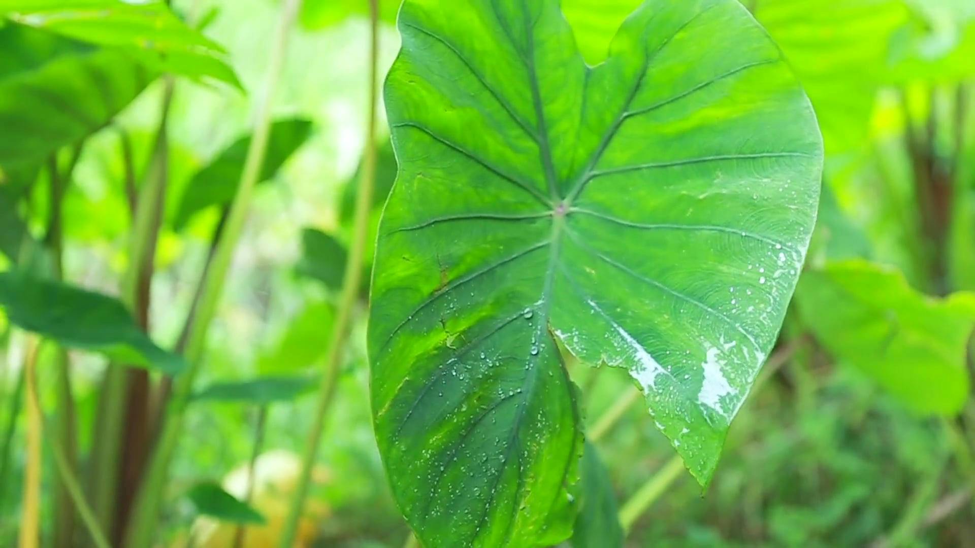 A Close Up of a Wet Leaf Free Stock Video Footage, Royalty-Free 4K & HD ...