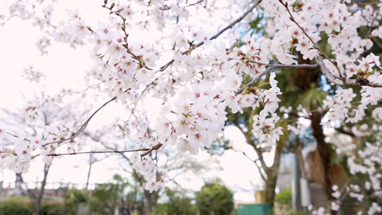 400+个最精彩的“蔡徐坤”视频 · 100%免费下载 · Pexels素材视频