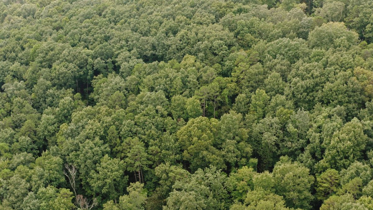 Thick Forest Videos, Download The BEST Free 4k Stock Video Footage ...