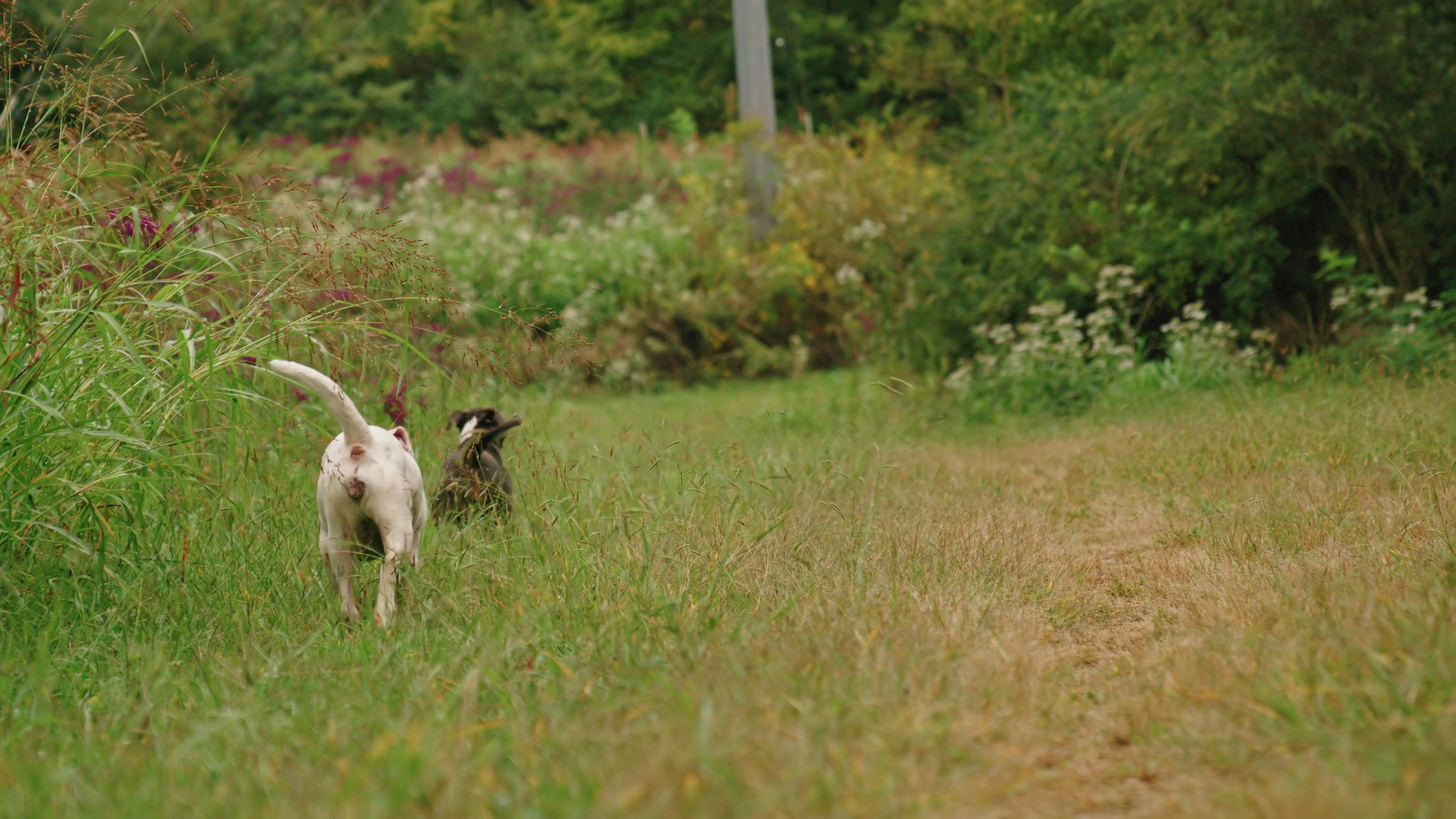 Dogs Unleashed Videos, Download The BEST Free 4k Stock Video Footage ...