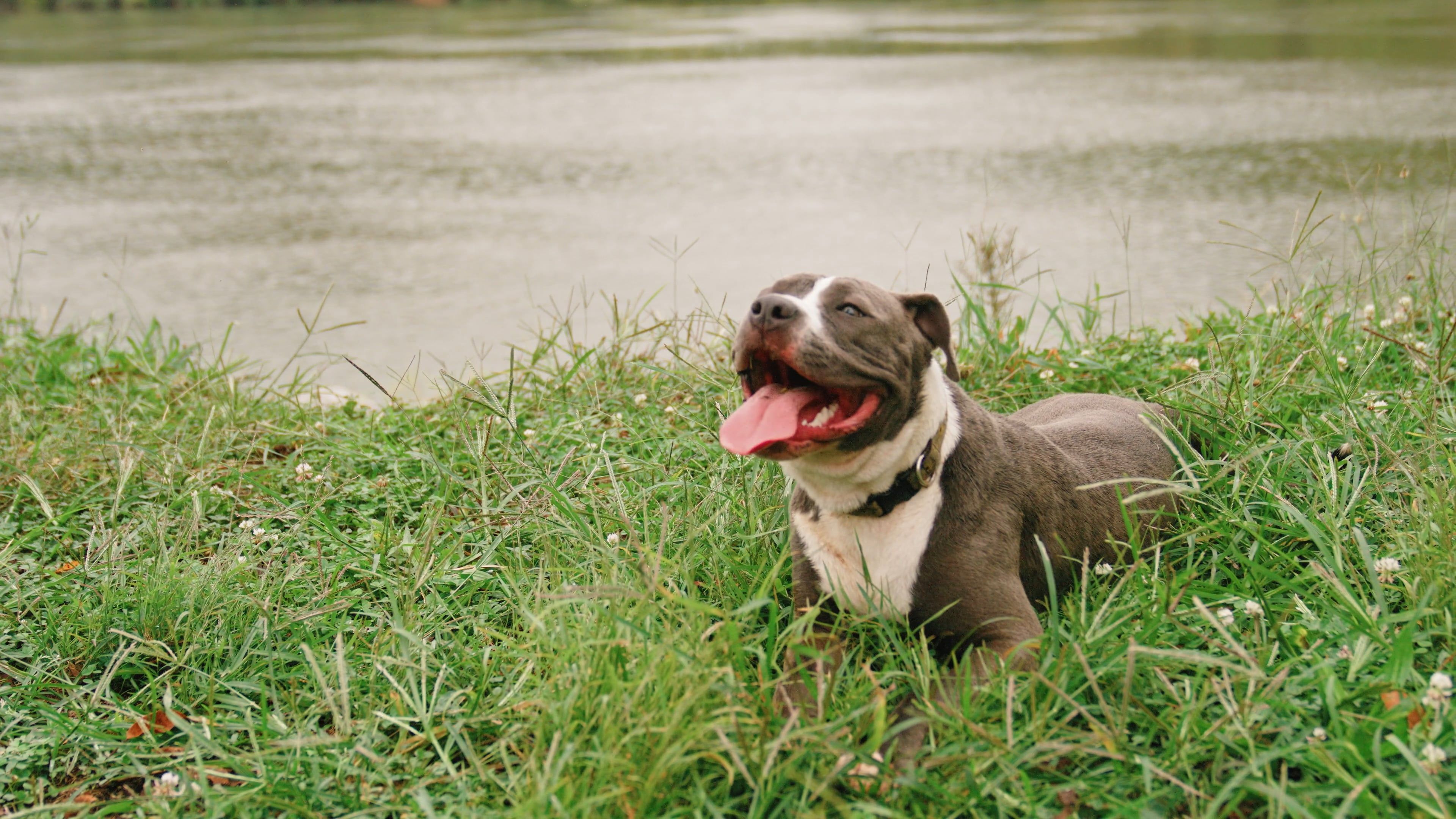 Happy Pit Bull Dog Laying on Grass Free Stock Video Footage, Royalty ...