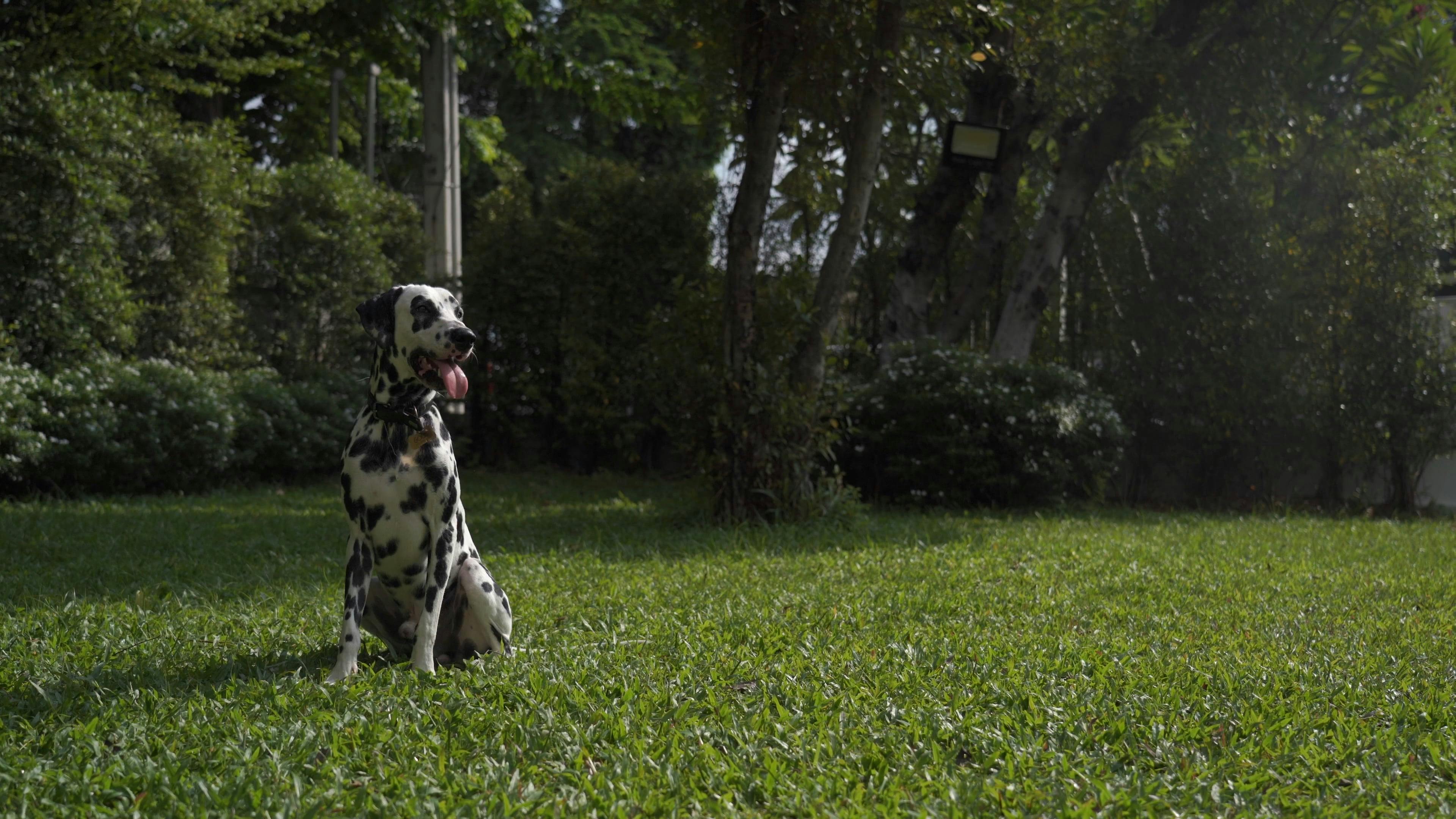 Time Lapse Footage of a Sitting Dog Free Stock Video Footage, Royalty ...