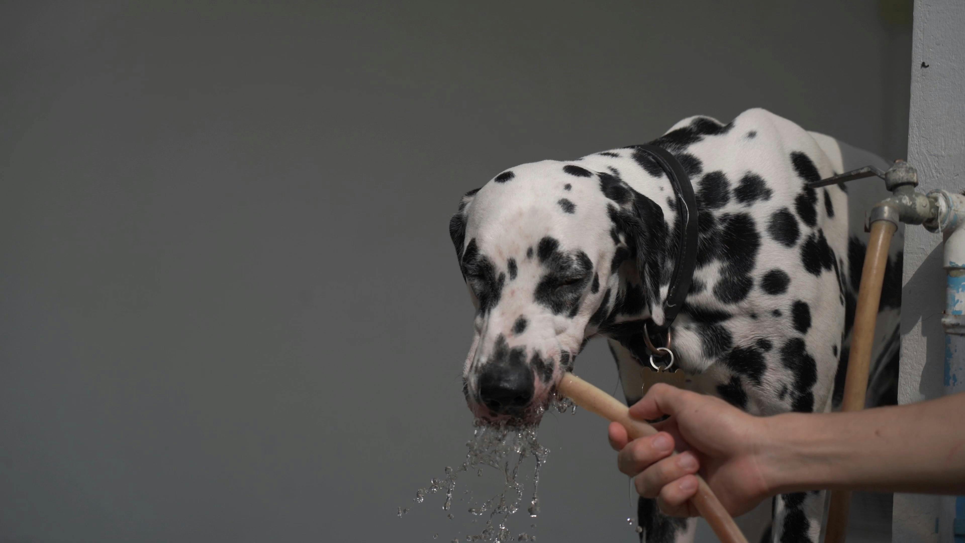 Pure Behavior Videos, Download The BEST Free 4k Stock Video Footage ...