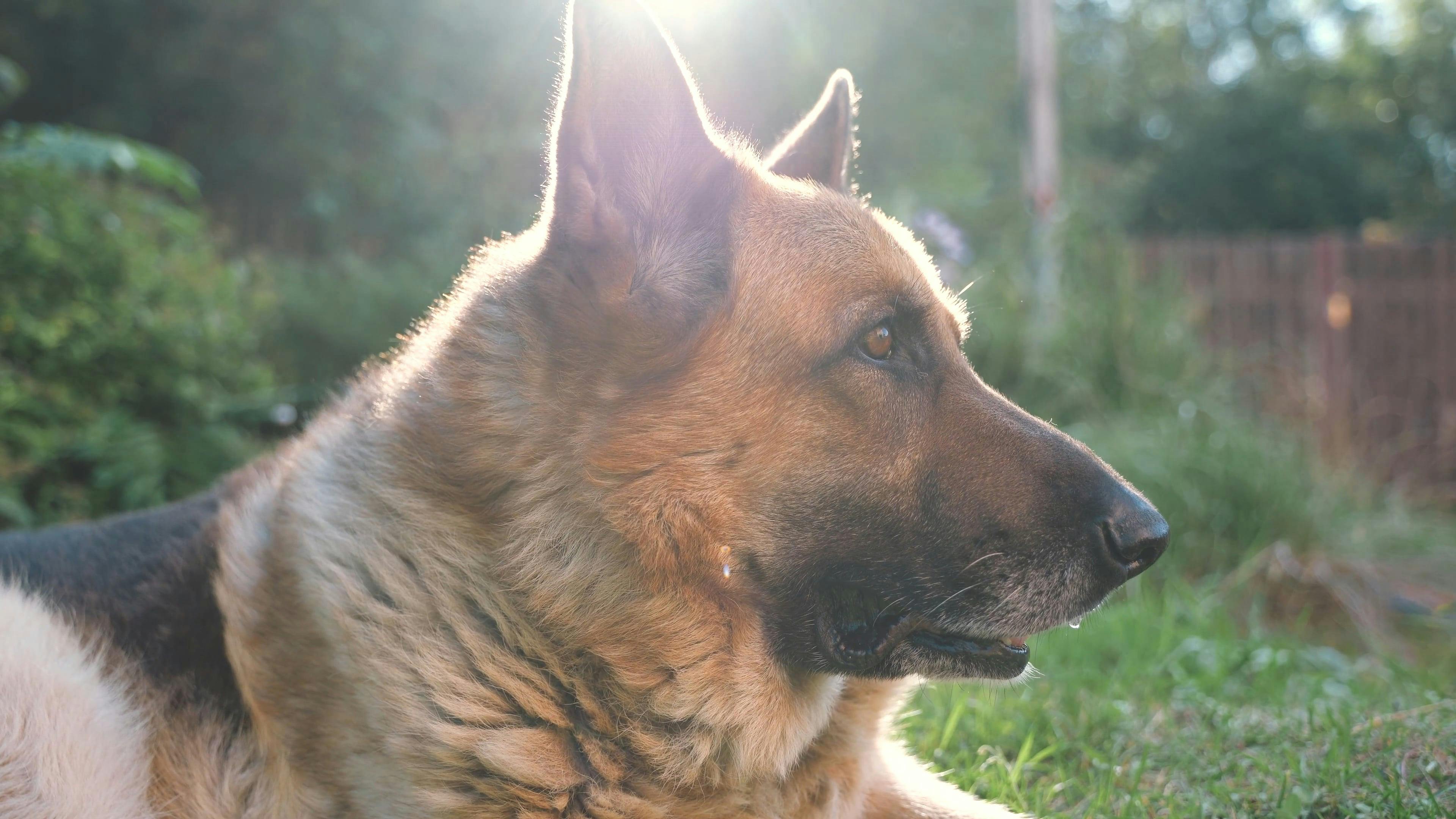 Close-up Video of a Dog · Free Stock Video