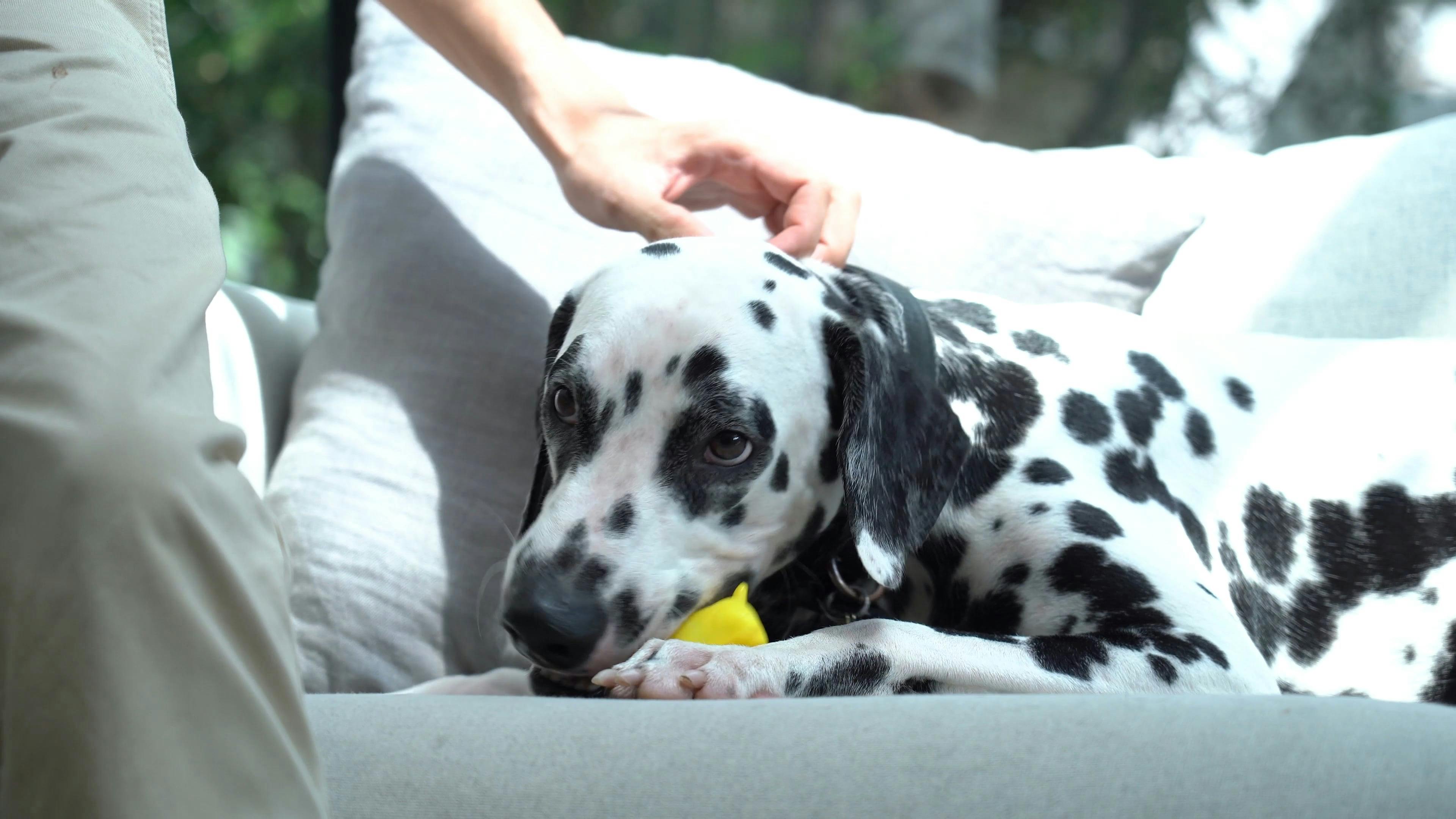 Person Petting a Dog · Free Stock Video