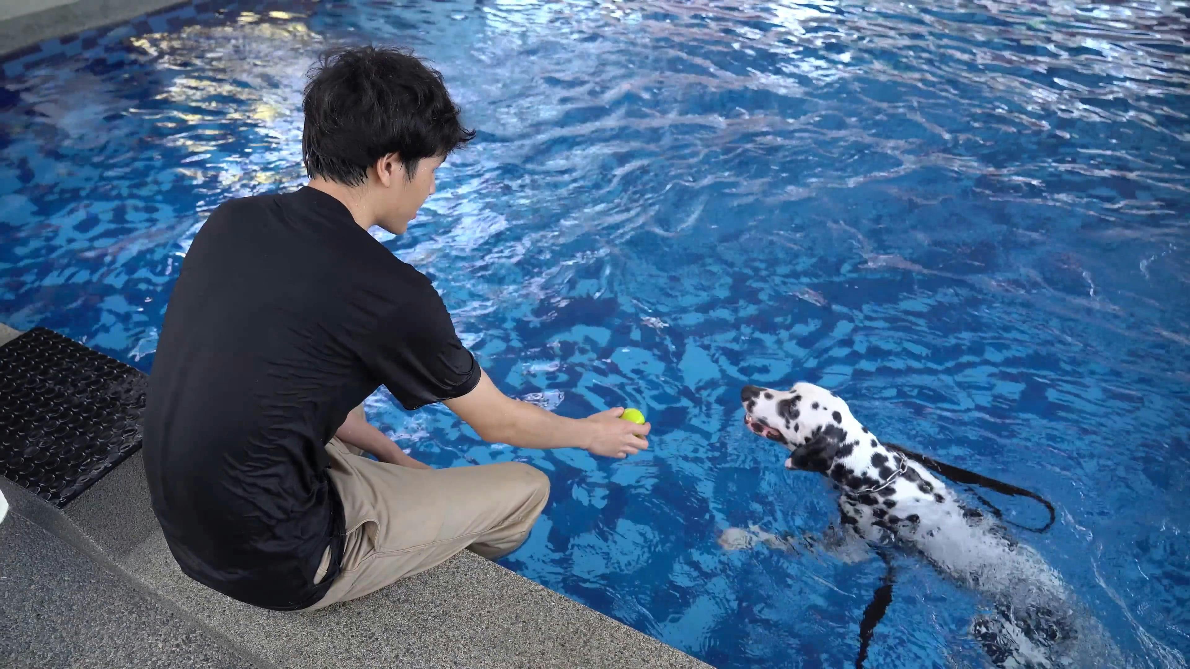 A man Plating with His Dog in the Swimming Pool Free Stock Video ...