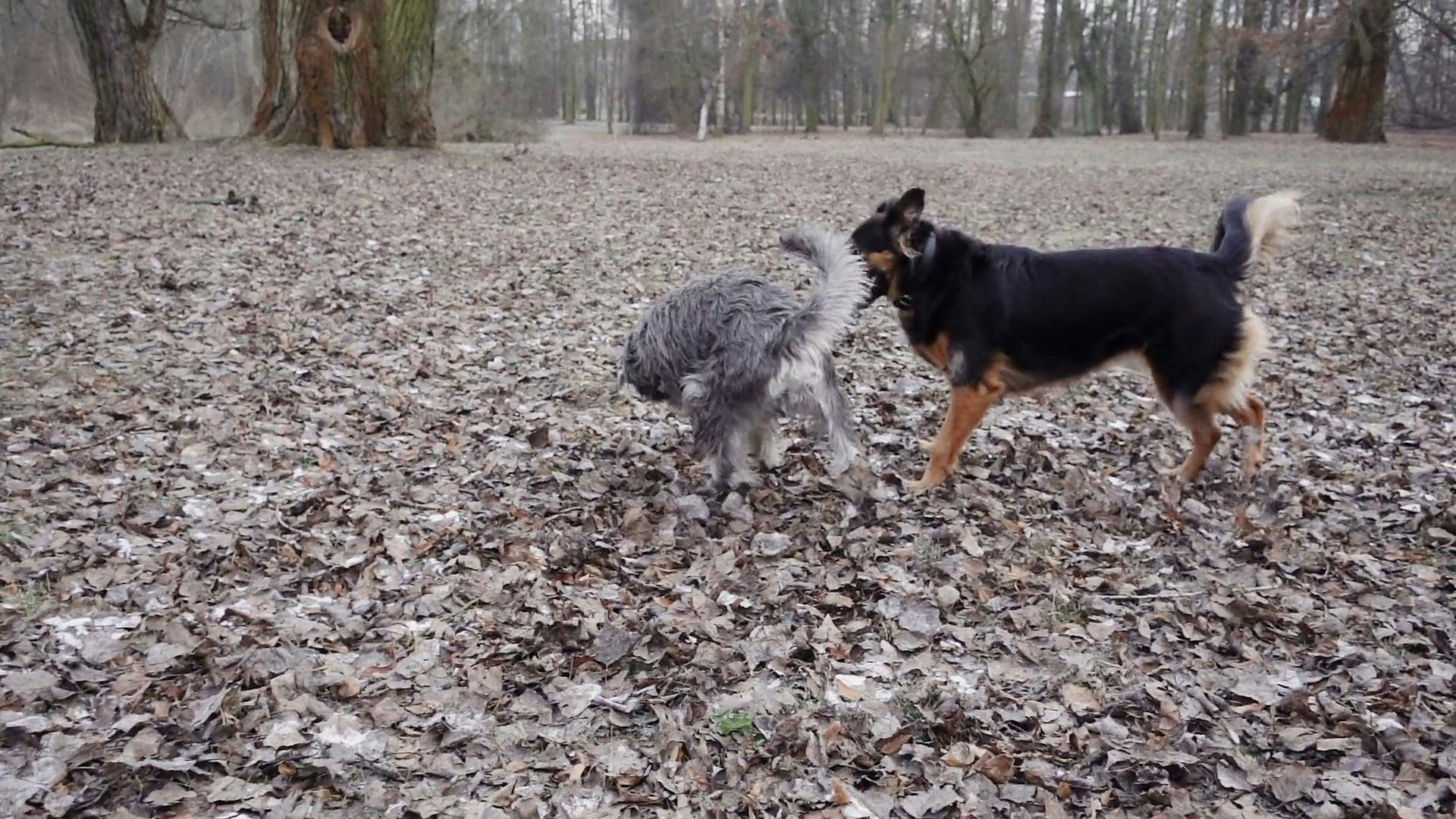 Two Dogs Playing With Each Other Free Stock Video Footage, Royalty-Free ...