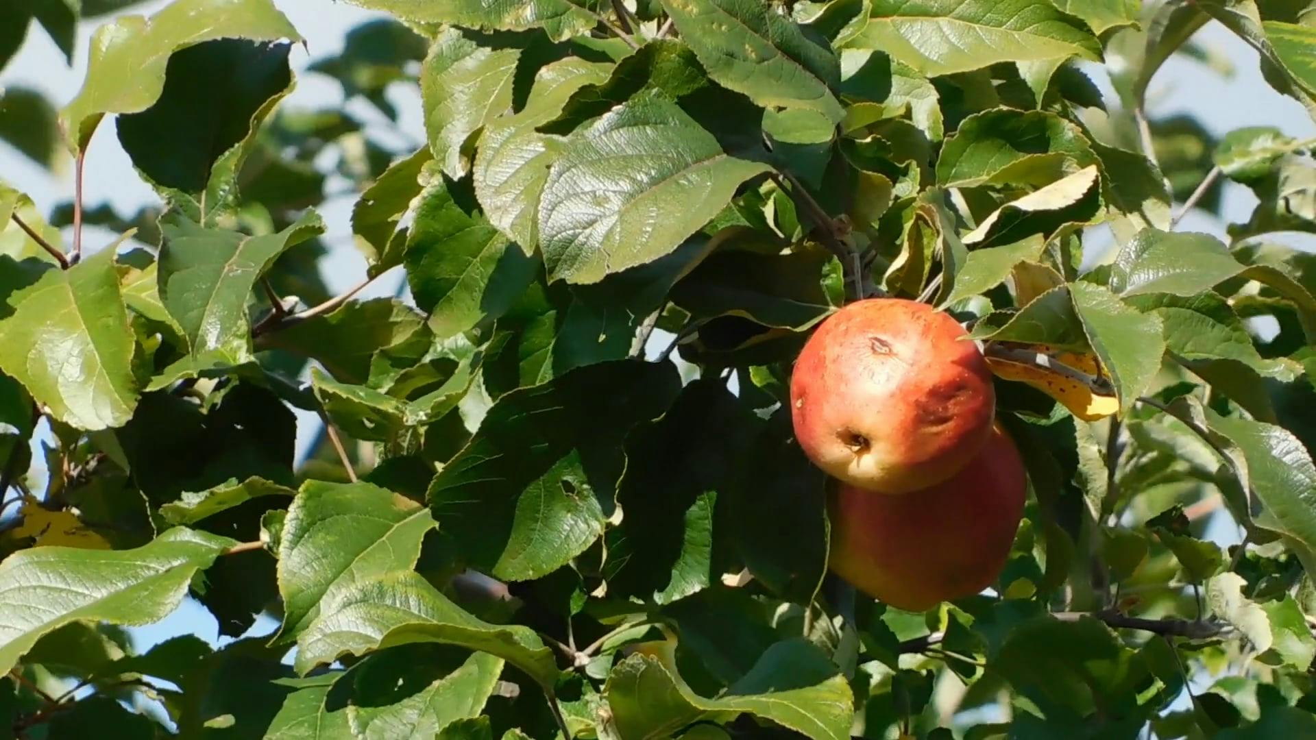 Apple Tree With Abundance Of Fruit Bearings · Free Stock Video