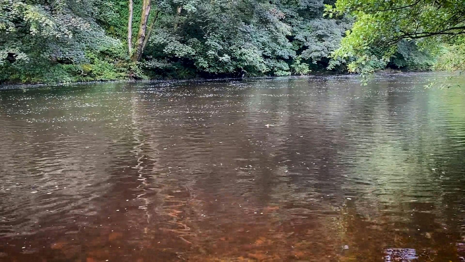 River Water Flowing Down In A Narrow Creek Free Stock Video Footage ...