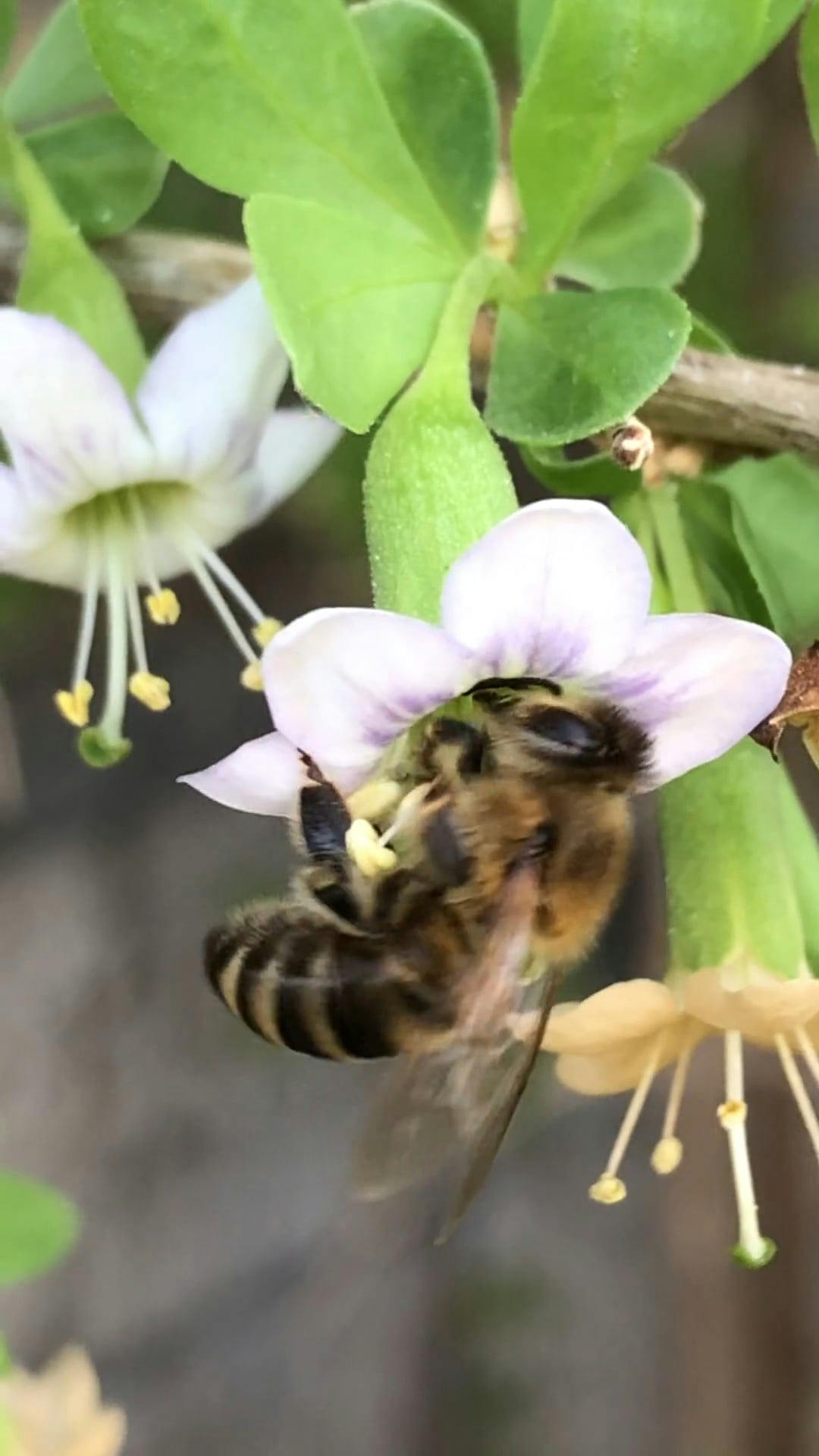 A Bee on a Flower Free Stock Video Footage, Royalty-Free 4K & HD Video Clip