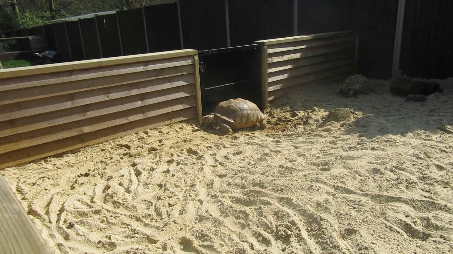 A Turtle Crawling on Soil Free Stock Video Footage, Royalty-Free 4K ...