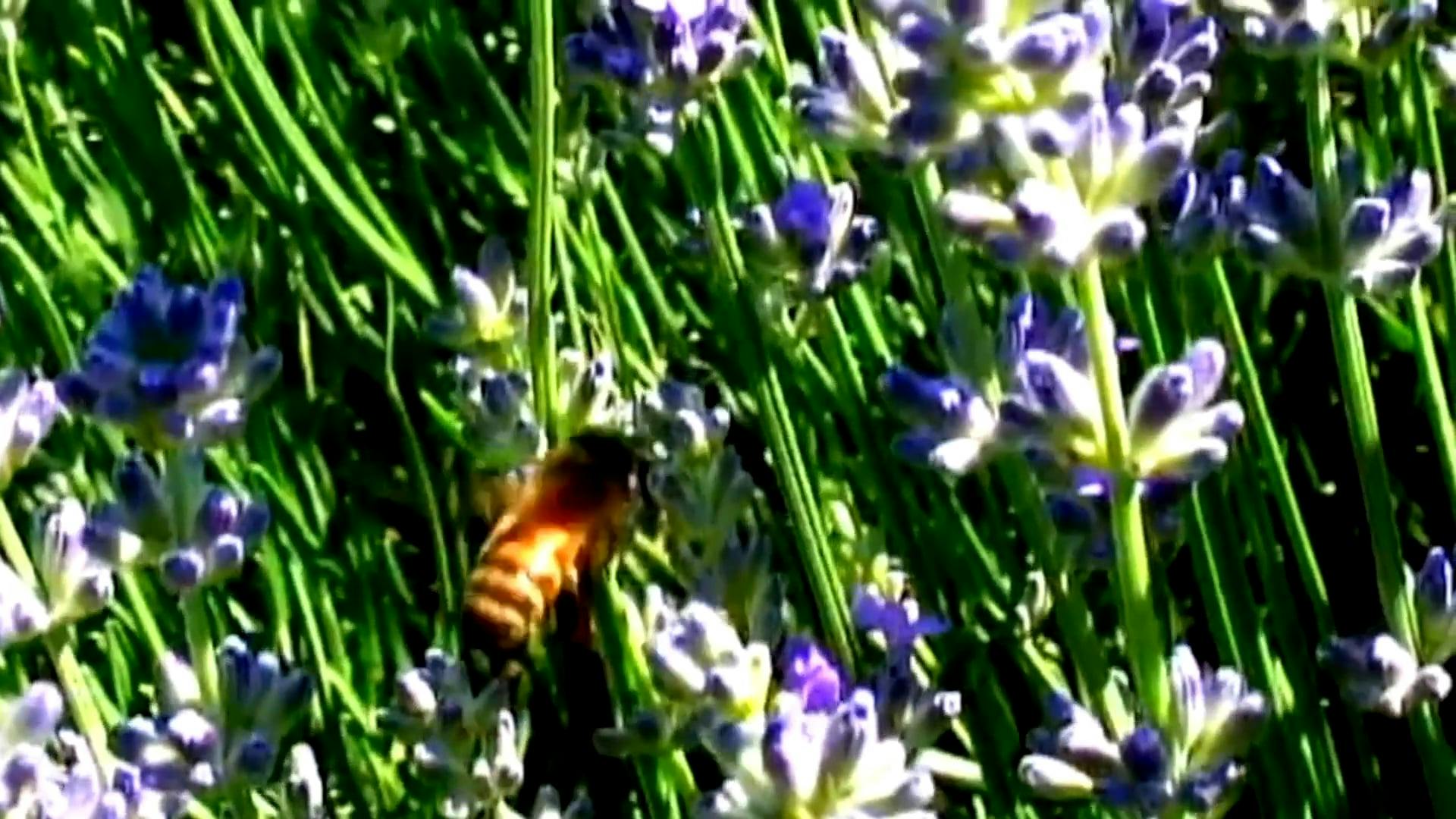 A Honeybee Pollinating Lavender Free Stock Video Footage, Royalty-Free ...
