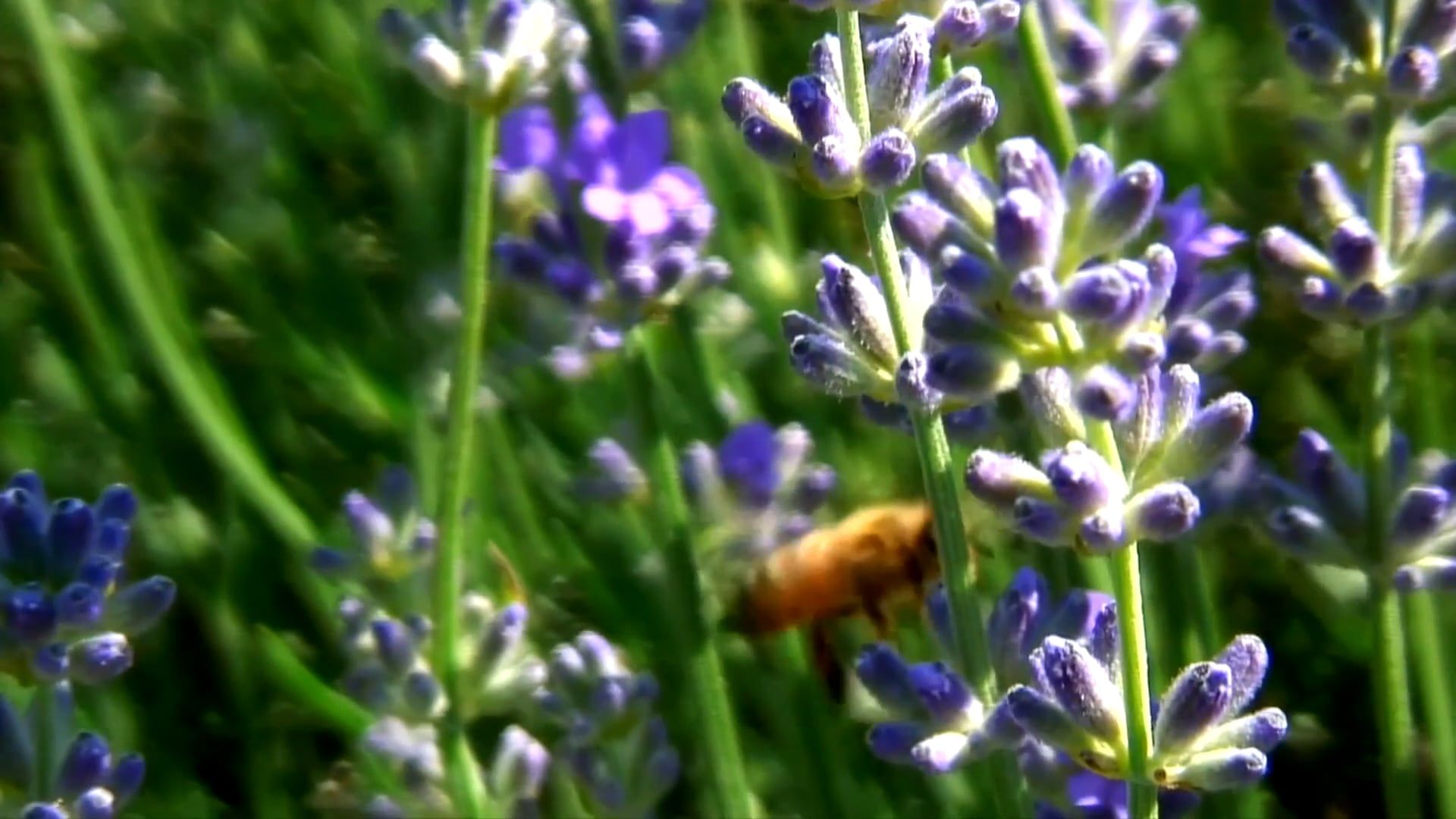 Insect Micro Videos, Download The BEST Free 4k Stock Video Footage ...