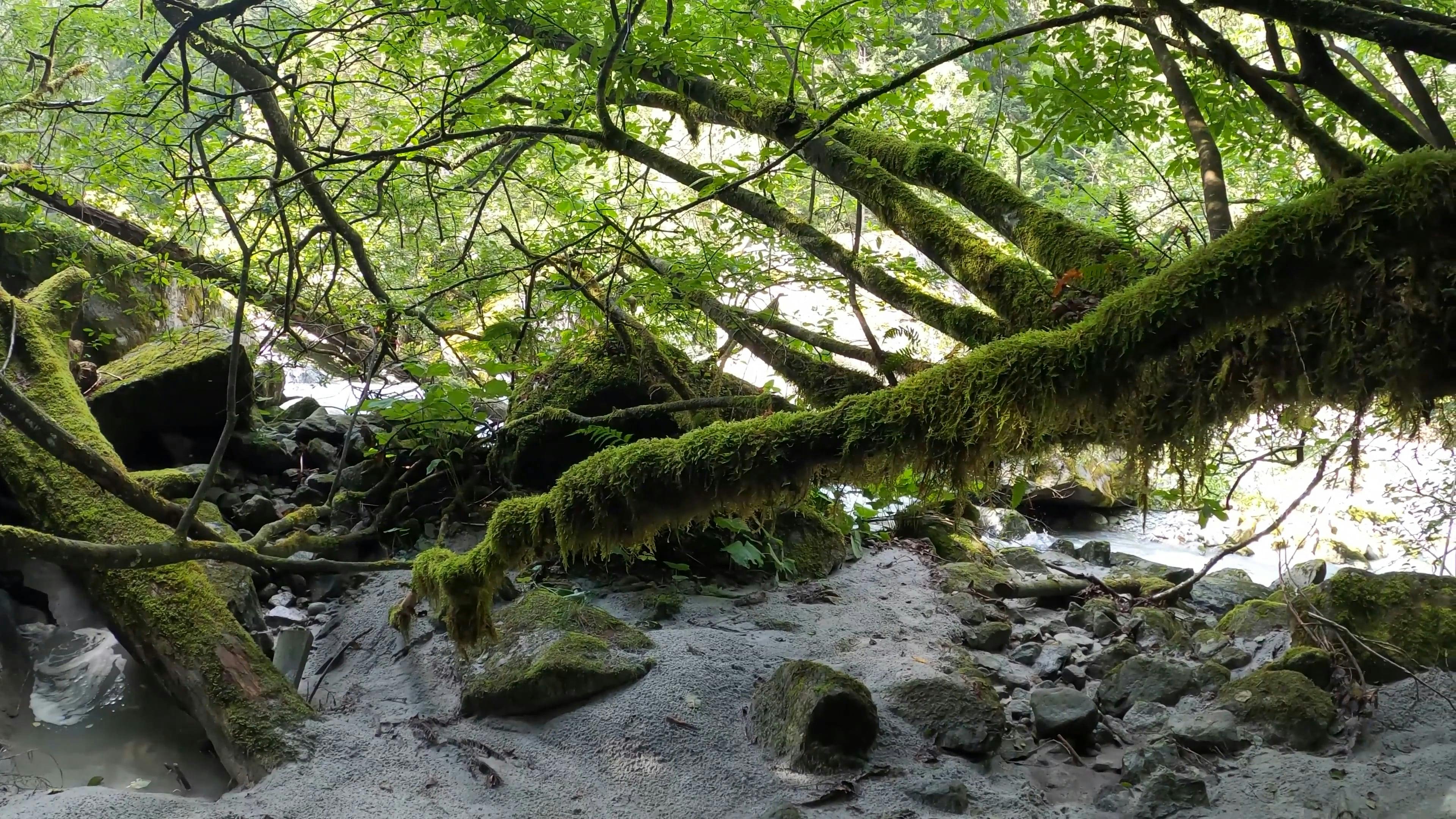 Video Hutan · Video Stok Gratis