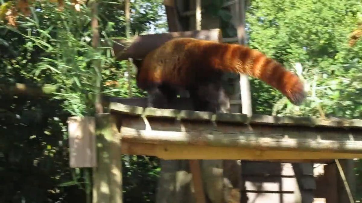 Red Panda Videos, Download The BEST Free 4k Stock Video Footage & Red ...